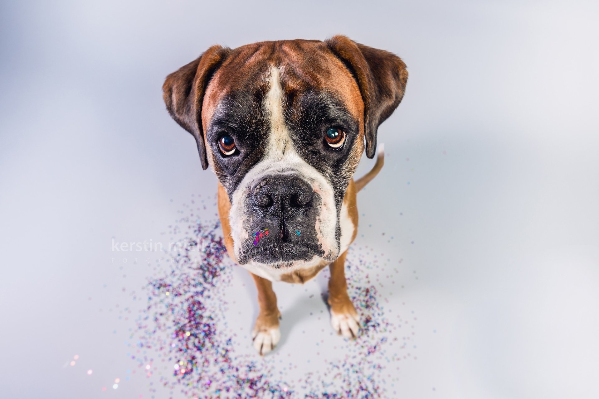 Download Muzzle Dog Boxer (dog) Animal Image