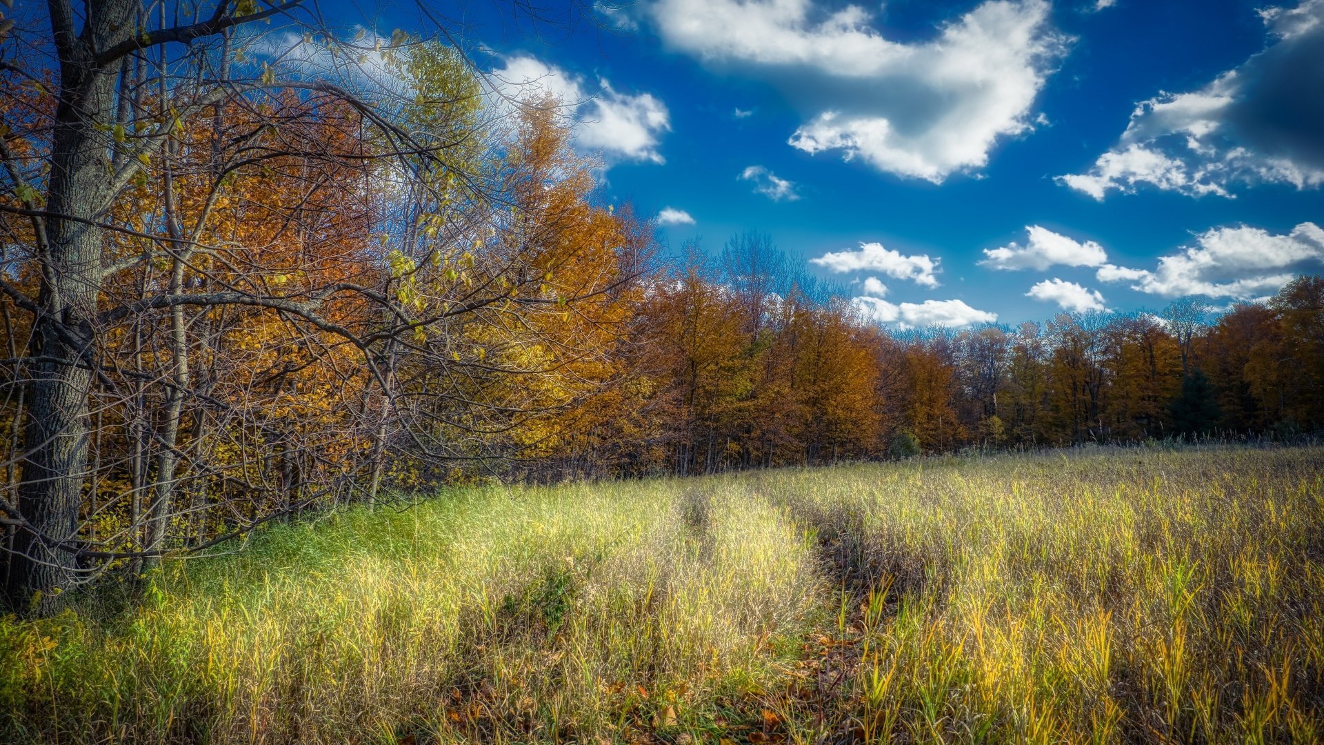 Download Cloud Nature Forest Fall Image