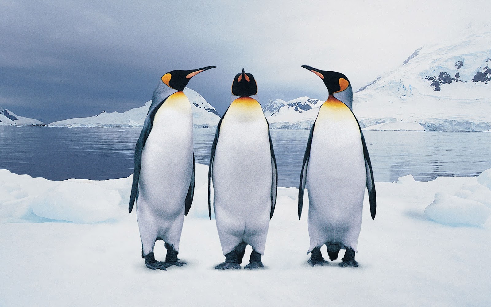 King Penguins - Image Abyss