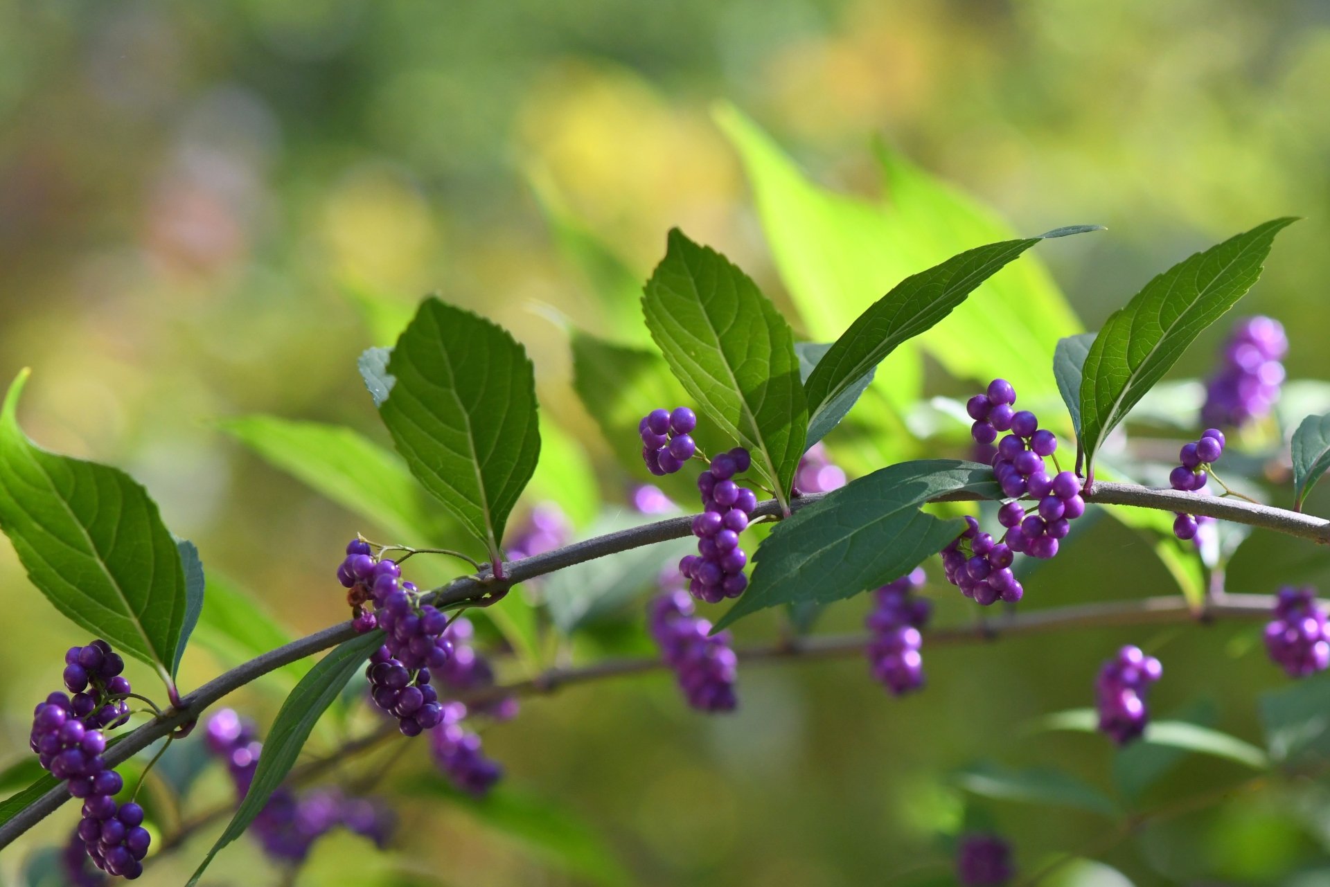 Download Blur Berry Leaf Nature Branch Image