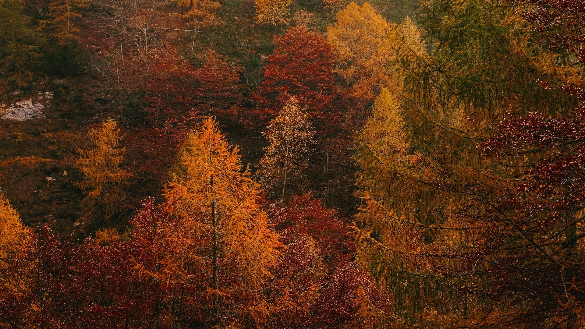 Fall Image - ID: 395032 - Image Abyss