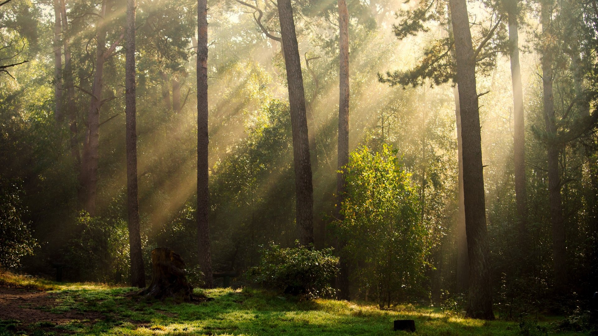 Download Bush Pine Trunk Fog Forest Nature Sunbeam Image