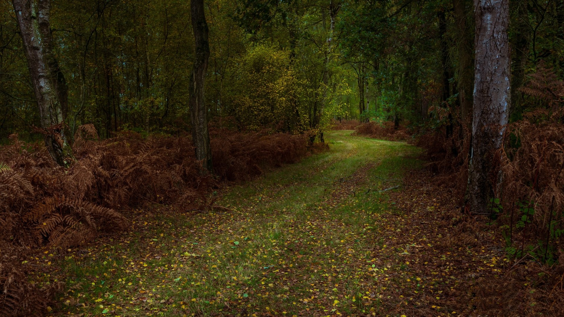 Download Nature Forest Fall Man Made Path Image
