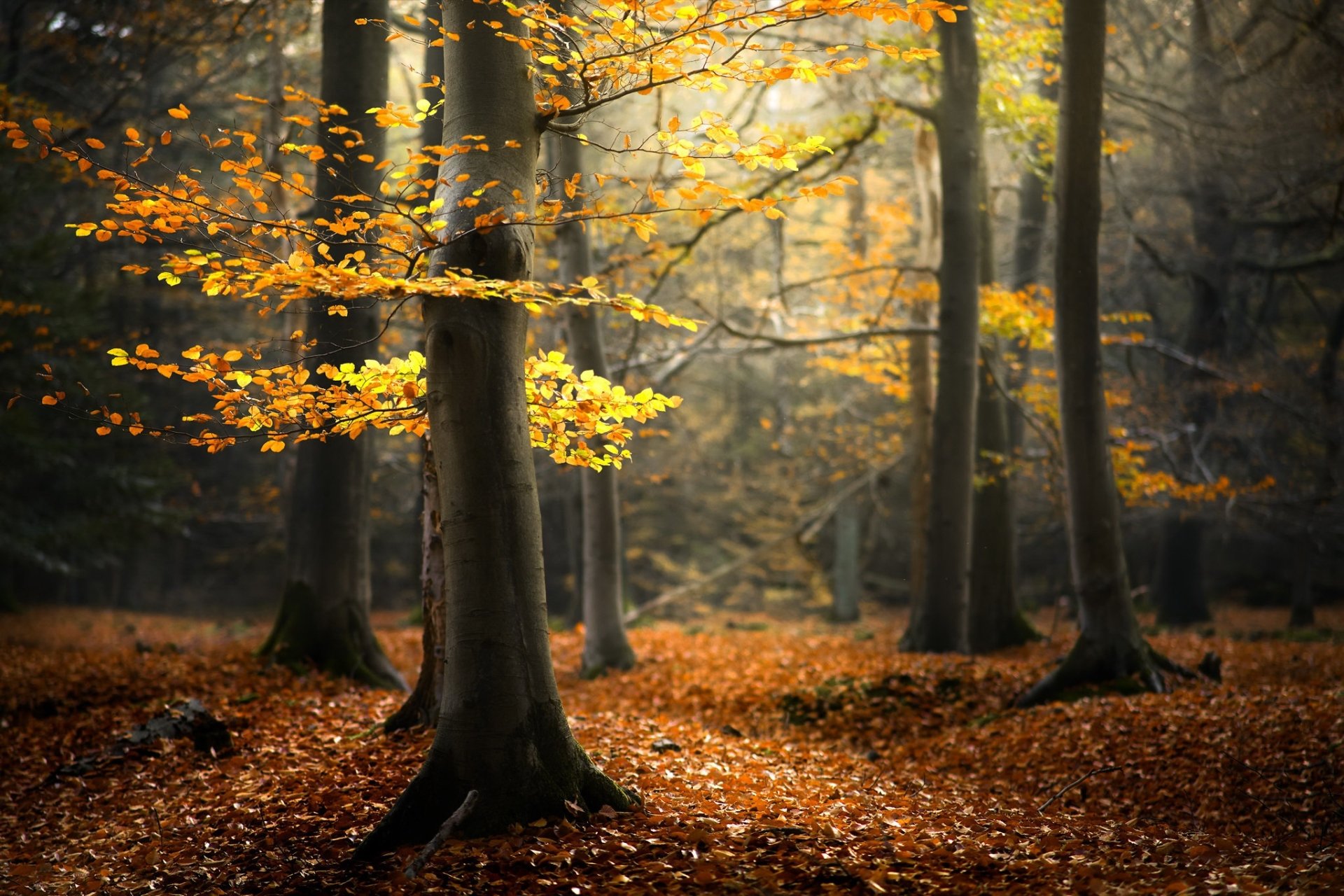 Download Sunlight Nature Forest Fall Image