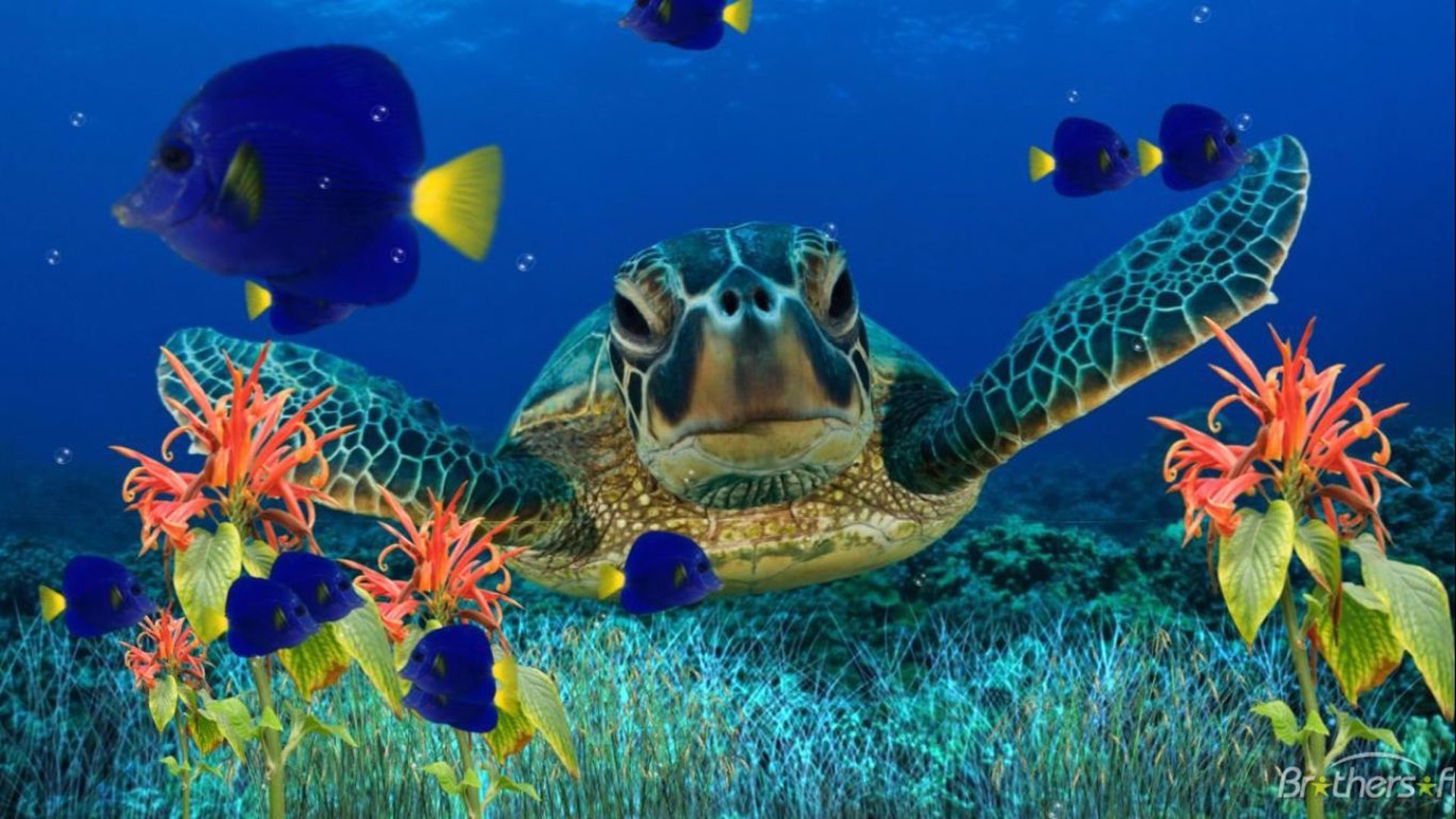 Sea Turtles With Fish