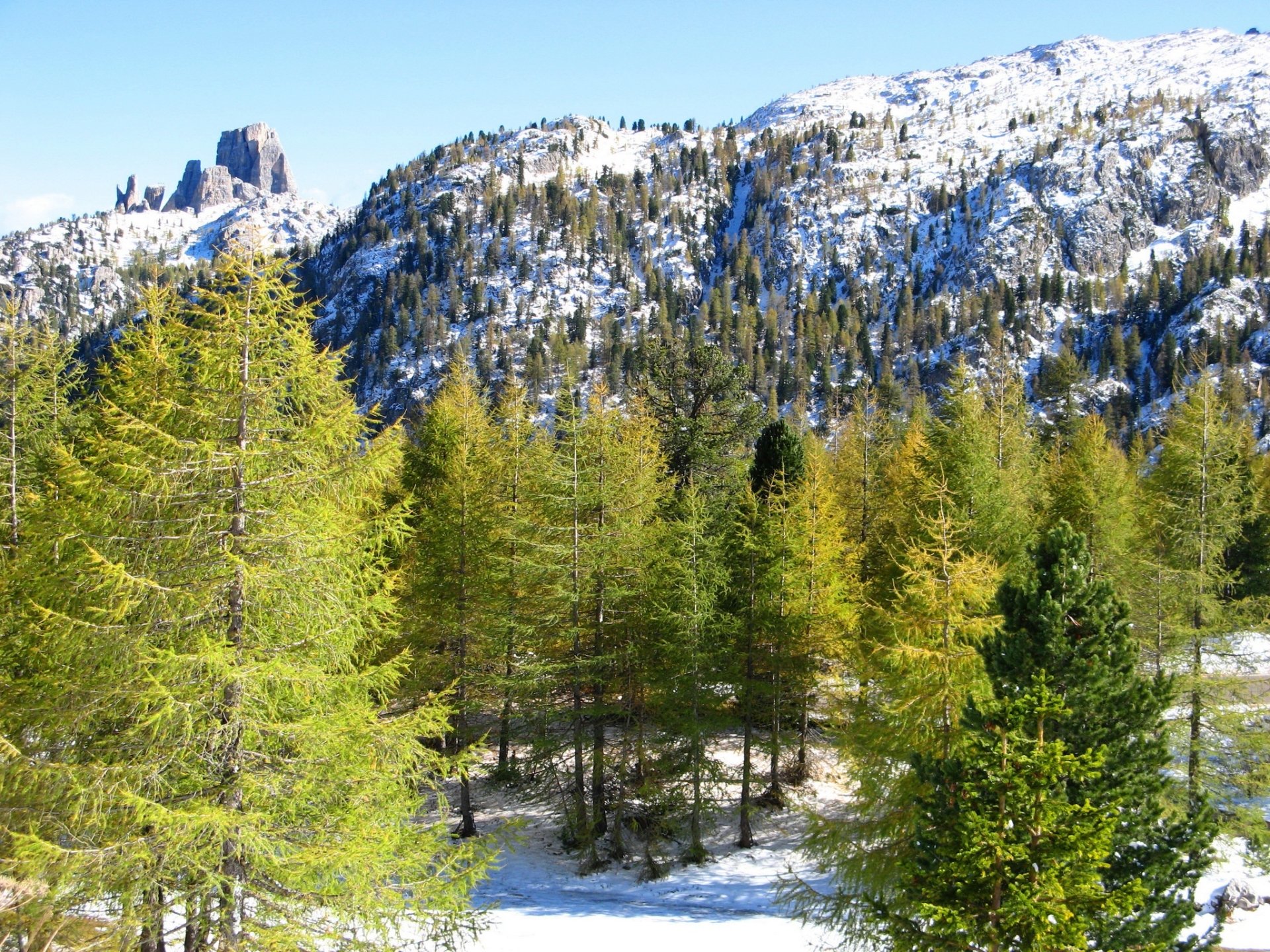 Download Fir Tree Italy Alps Mountain Snow Nature Winter Snowy Mountain ...
