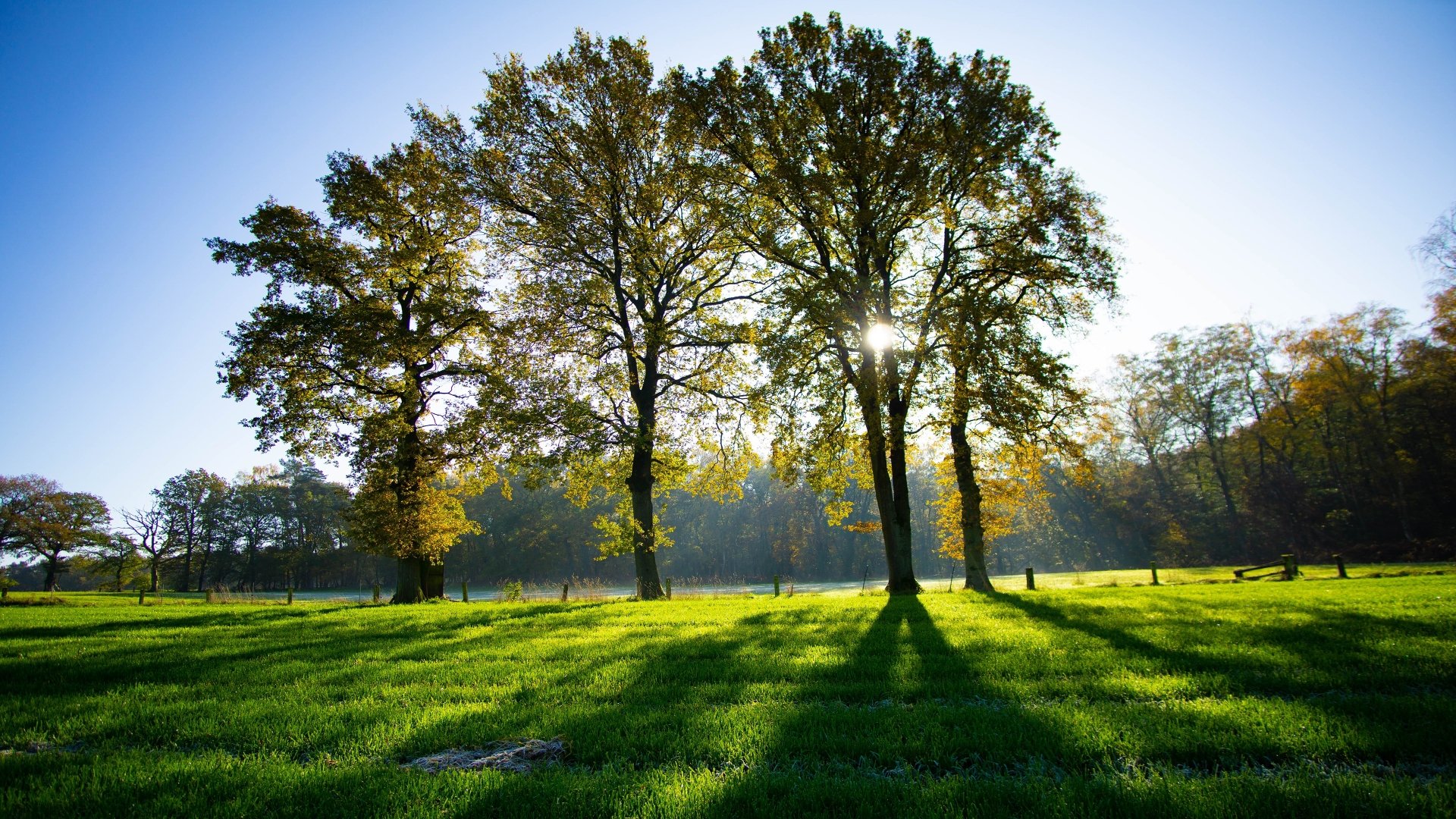 Download Tree Sunlight Meadow Nature Landscape Image