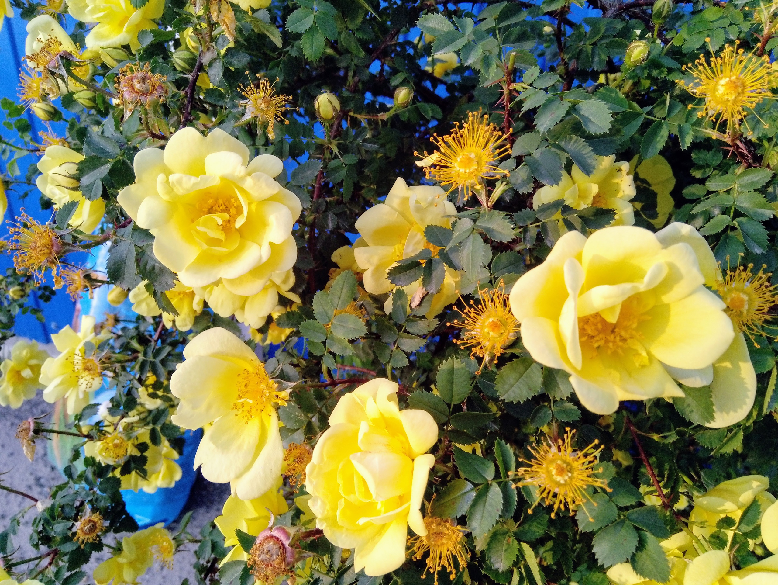 Download Dog-rose Yellow Flower Nature Rose Bush Image