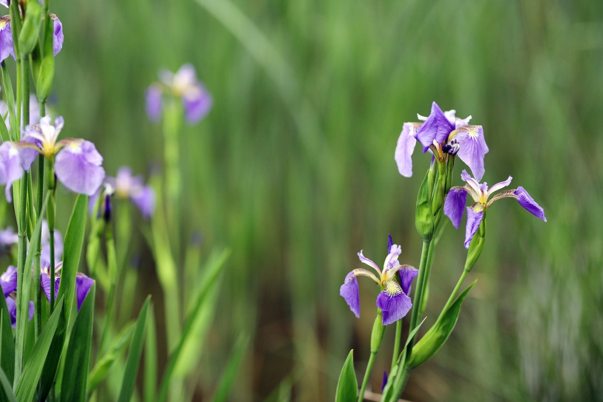 Download Spring Flower Nature Iris Image