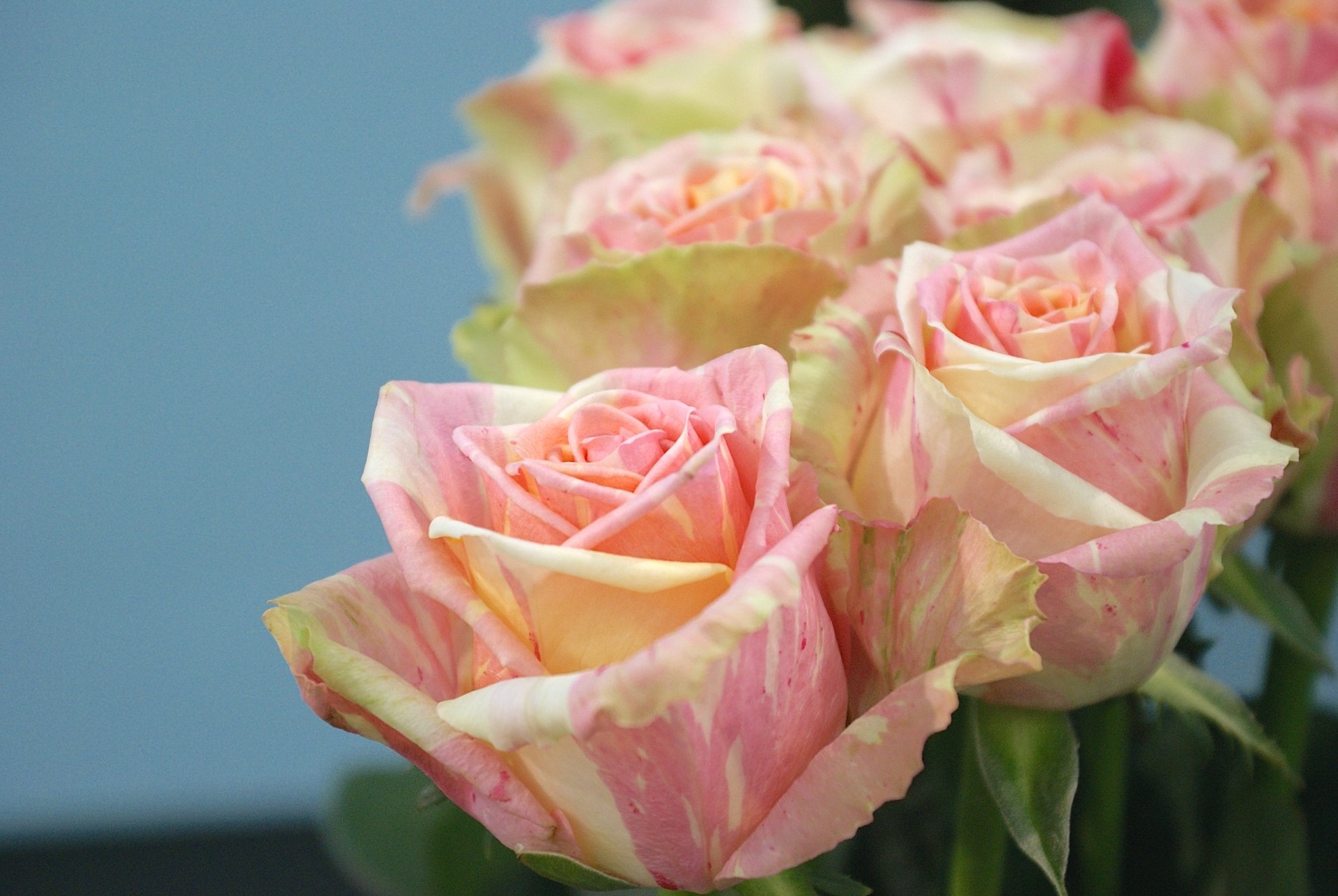 Rose Image - ID: 401493 - Image Abyss