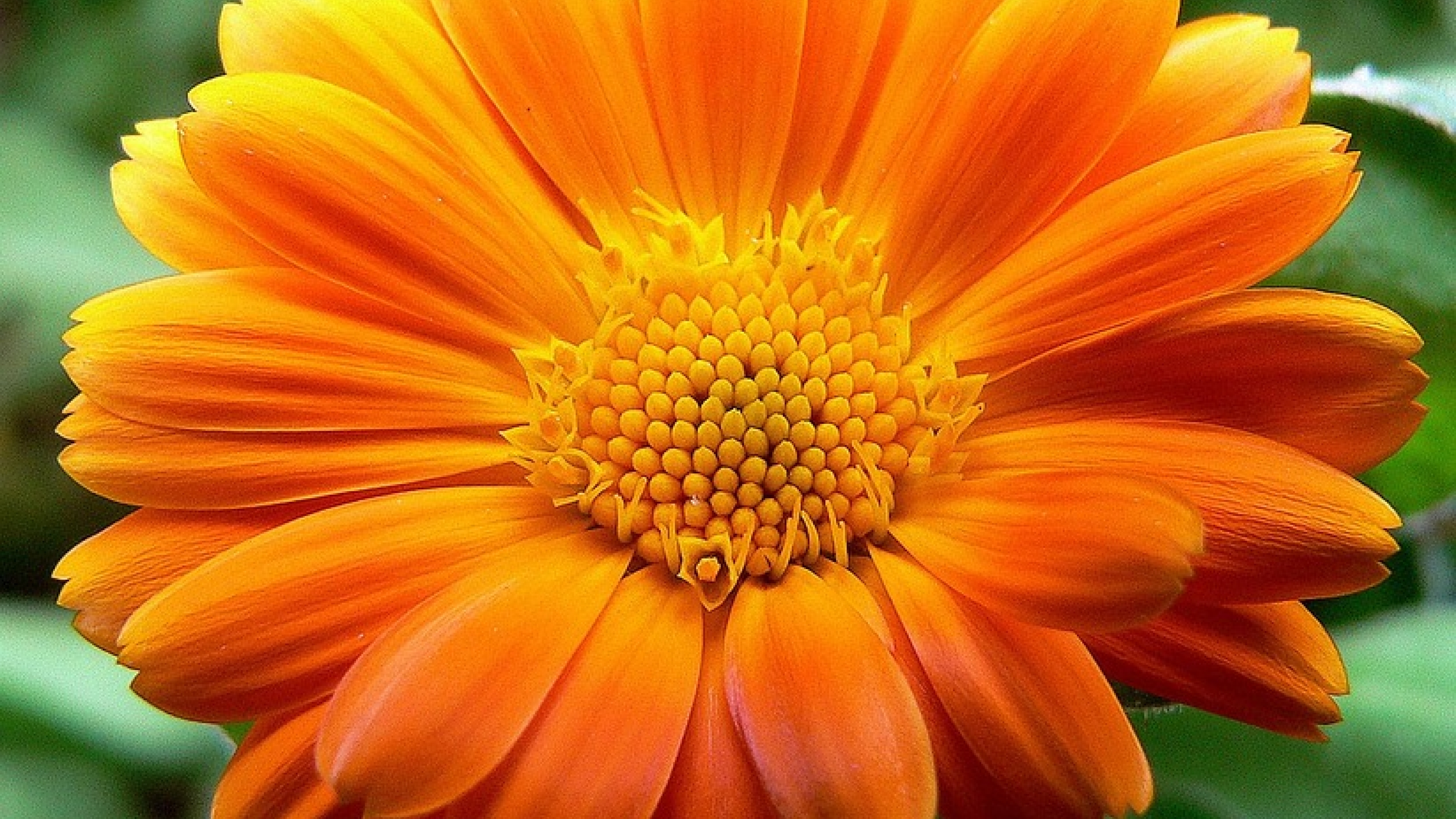 Download Orange Flower Flower Nature Gerbera Image