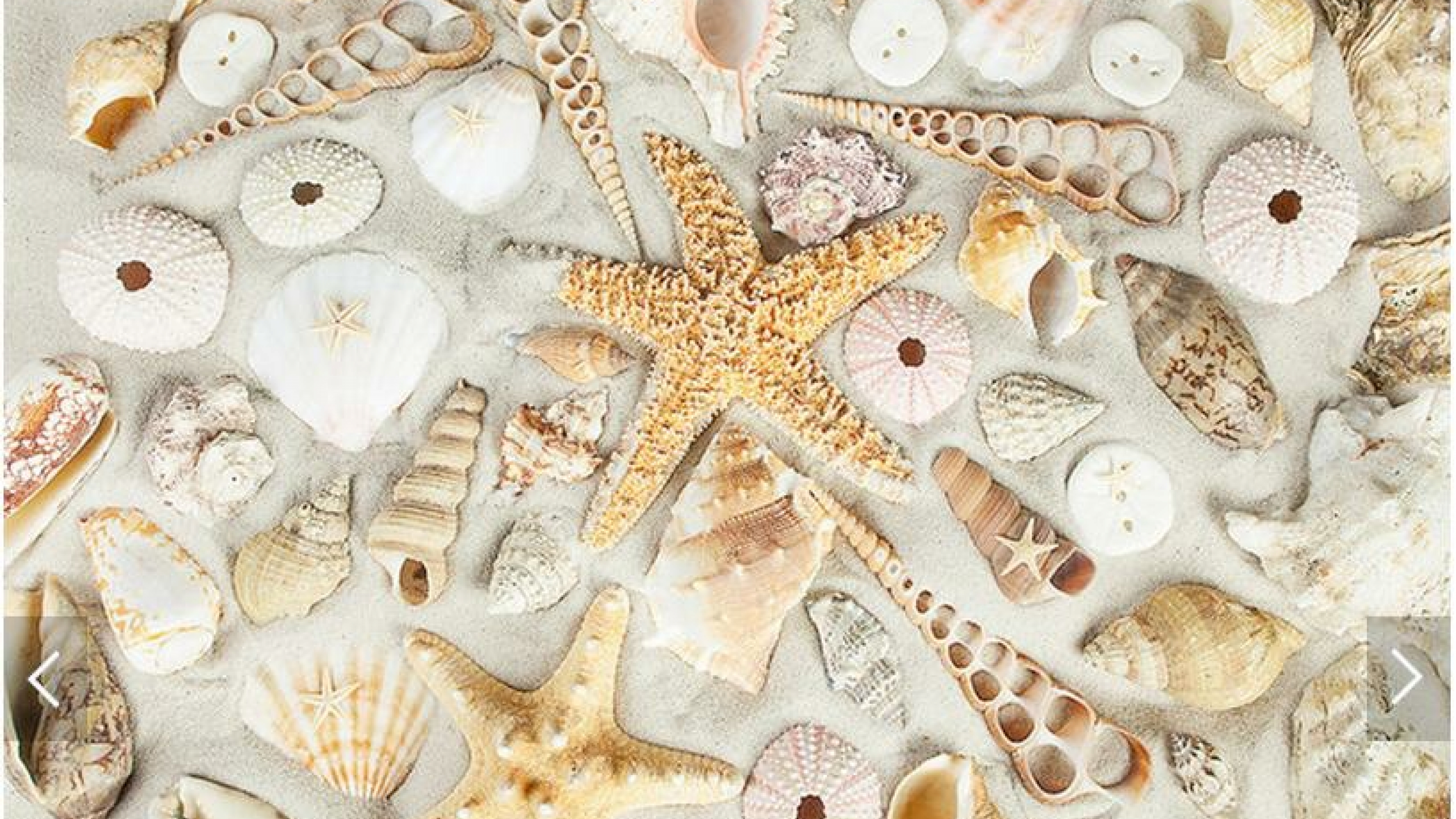 Download Sand Nature Shell Image