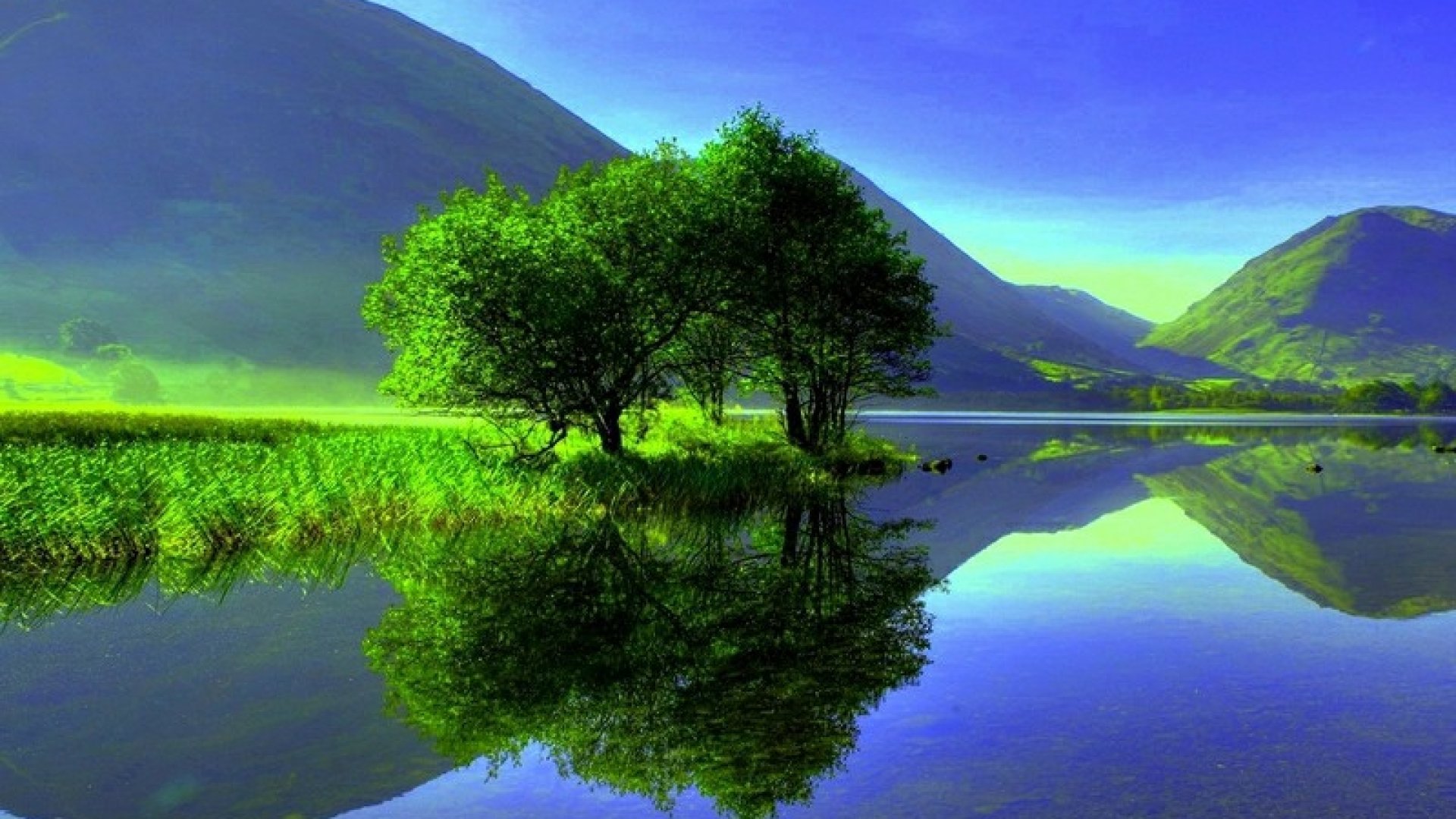 Download Tree Lake Nature Reflection Image