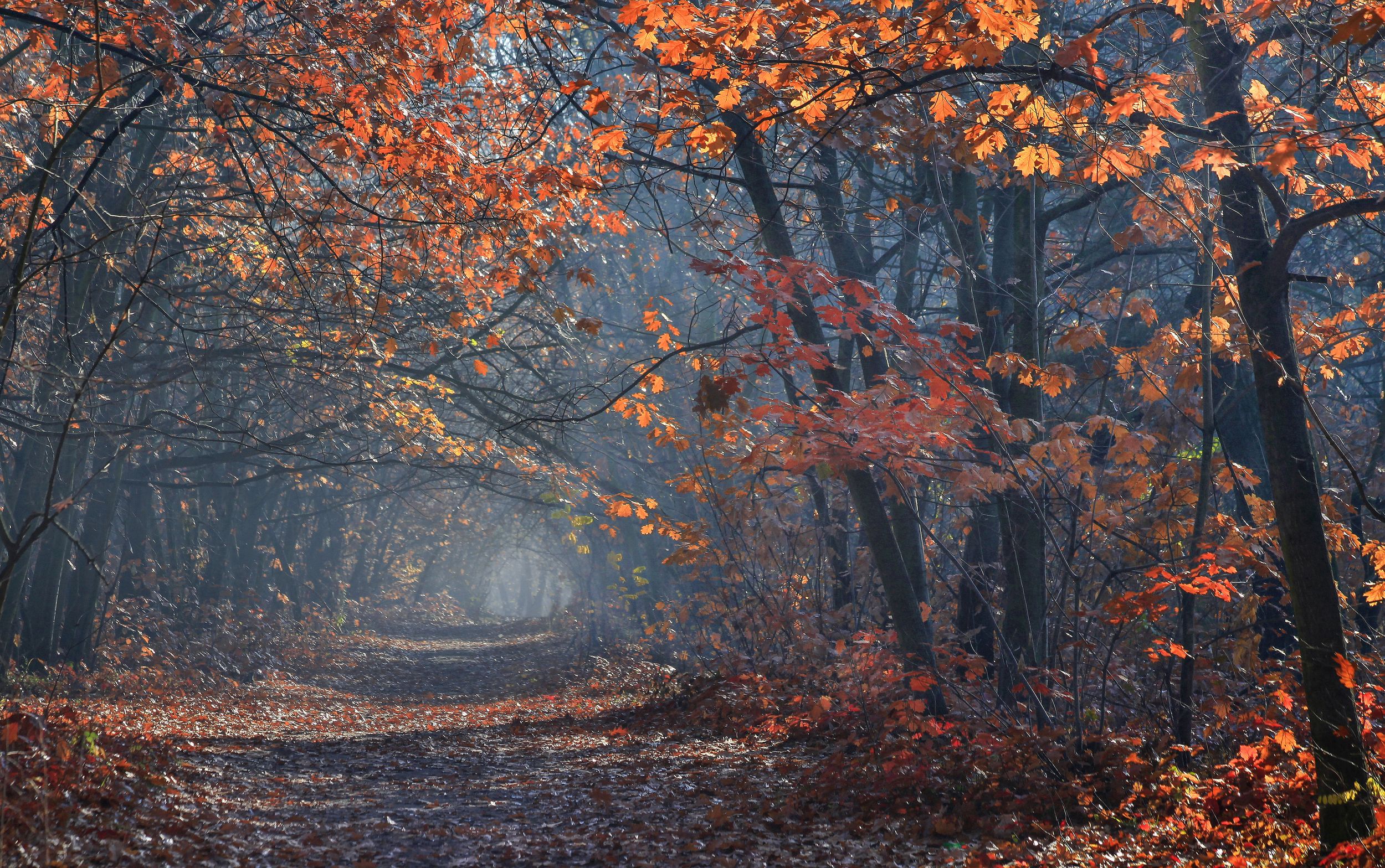 Download Outdoor Nature Fall Path Image