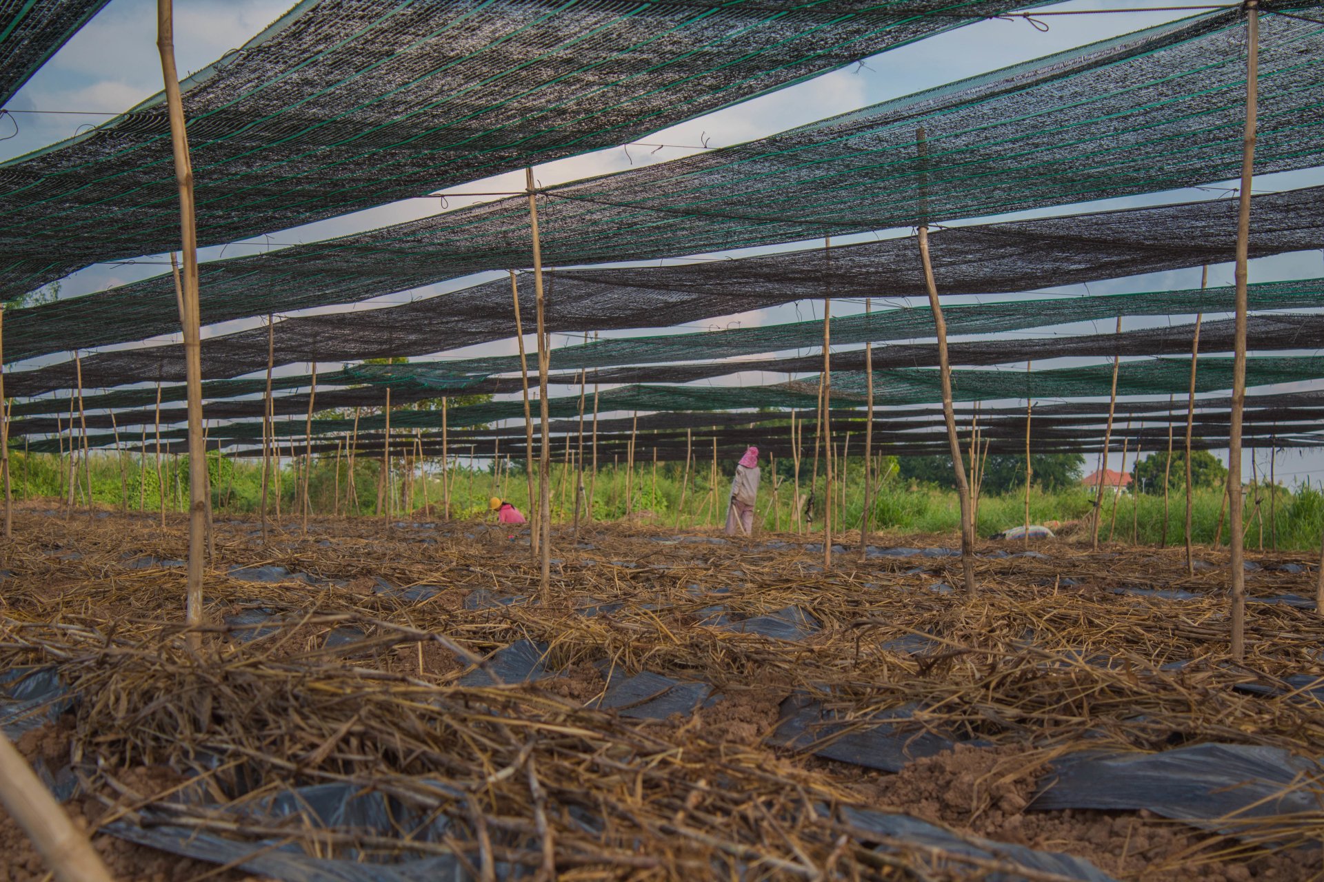 Farming - Desktop Wallpapers, Phone Wallpaper, PFP, Gifs, and More!