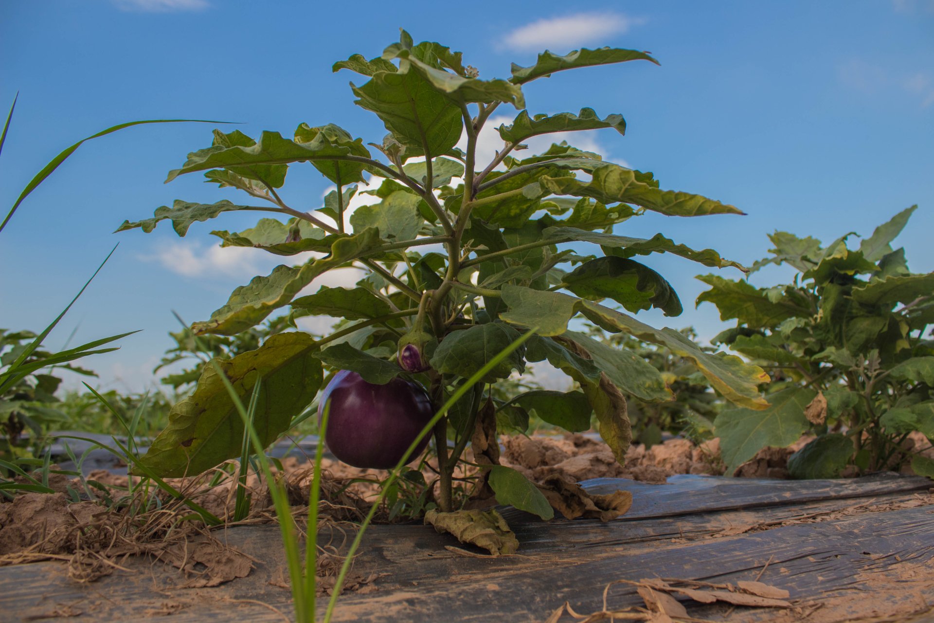 Farming - Desktop Wallpapers, Phone Wallpaper, PFP, Gifs, and More!