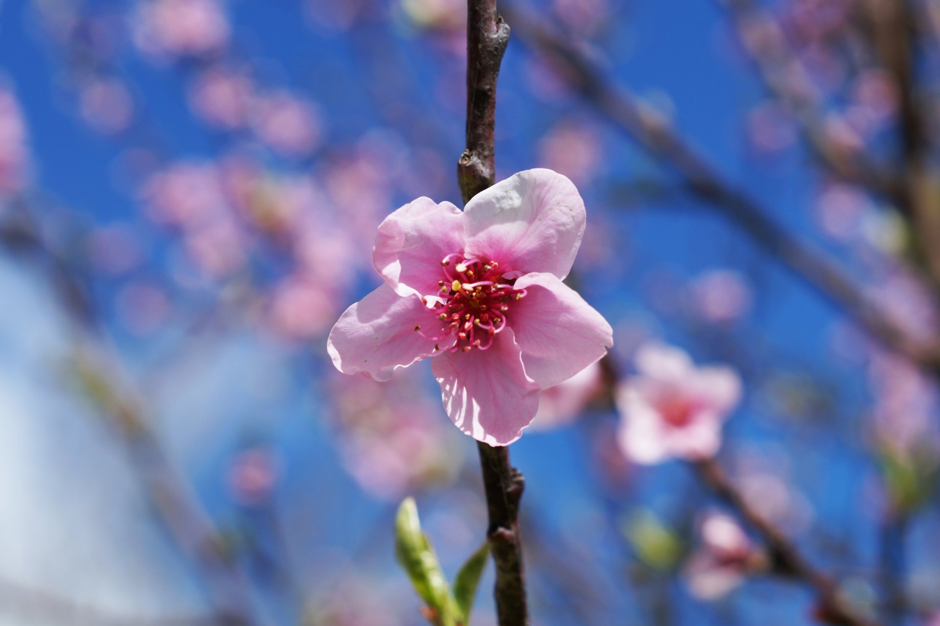 Download Nature Blossom Image by thalienano