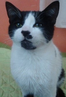 Cato Image - ID: 4285 - Image Abyss