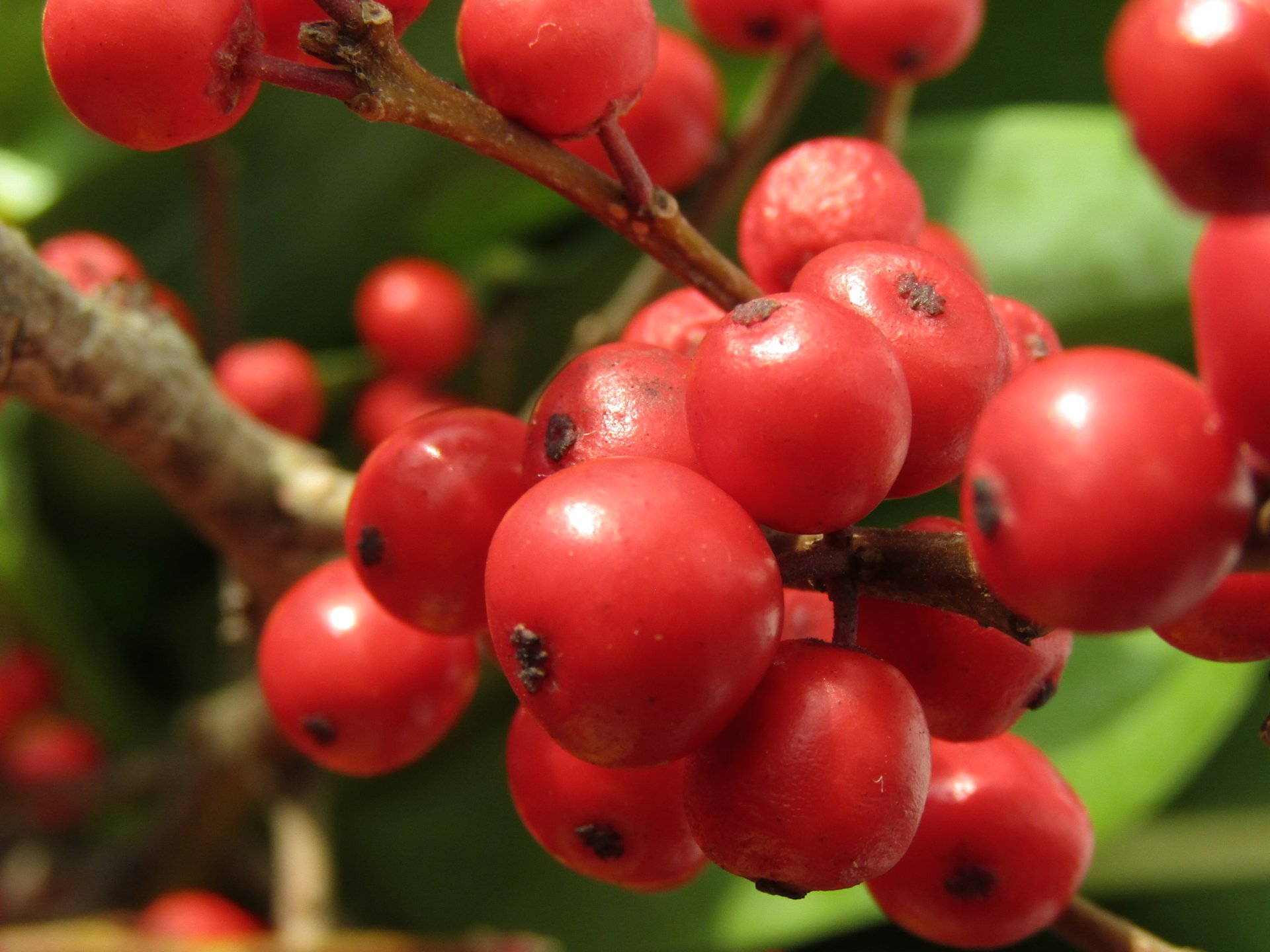 Berry Picture - Image Abyss