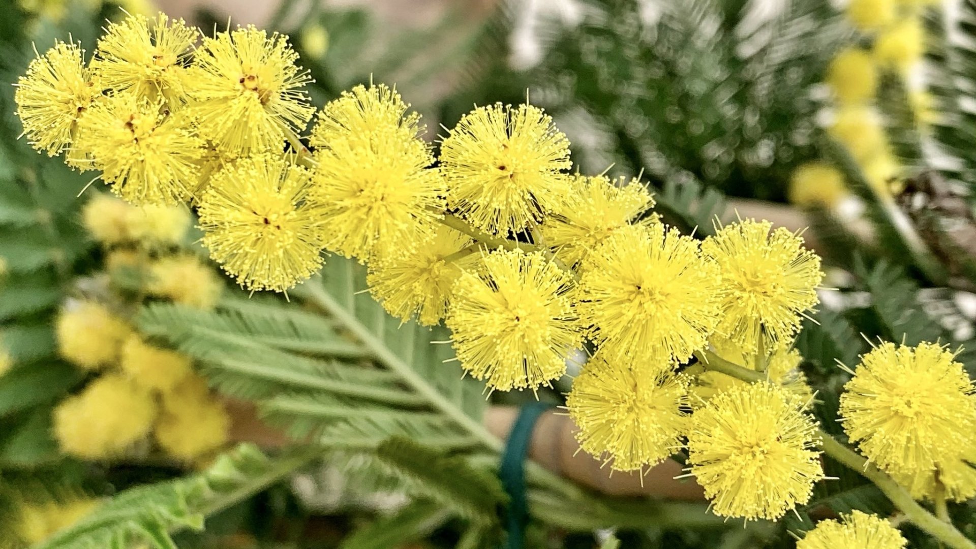 Wattle - Desktop Wallpapers, Phone Wallpaper, PFP, Gifs, and More!