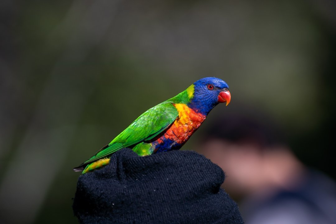 Close Up Of Small Colorful Parrot Image - ID: 435511 - Image Abyss