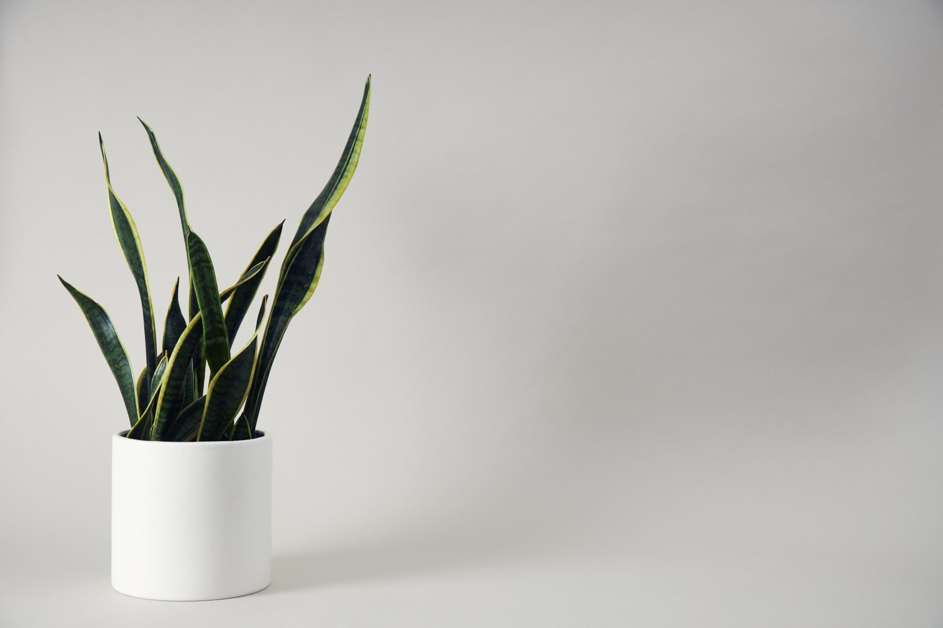 Download Photography Plant Image
