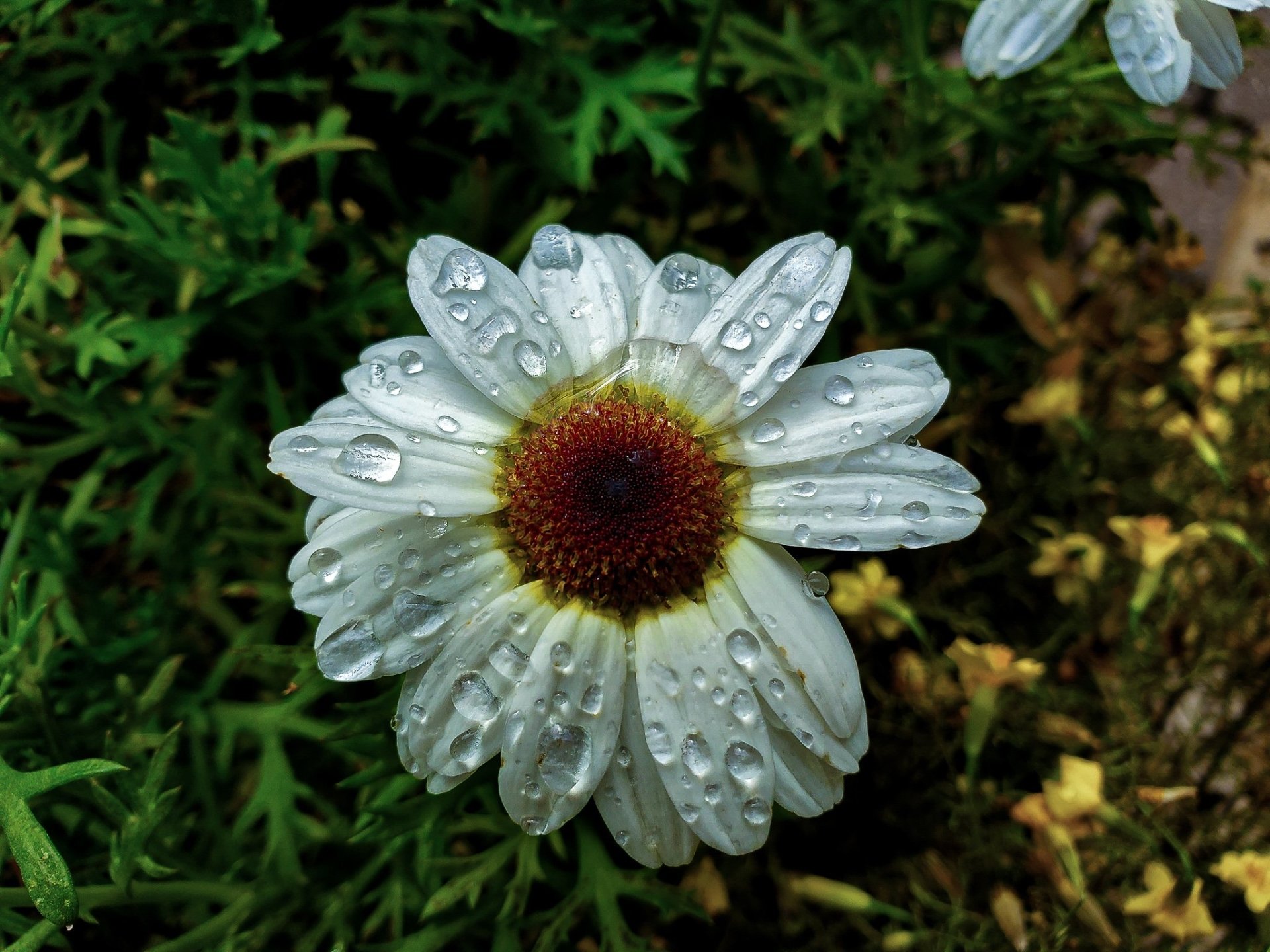 Download Flower Nature Daisy Image