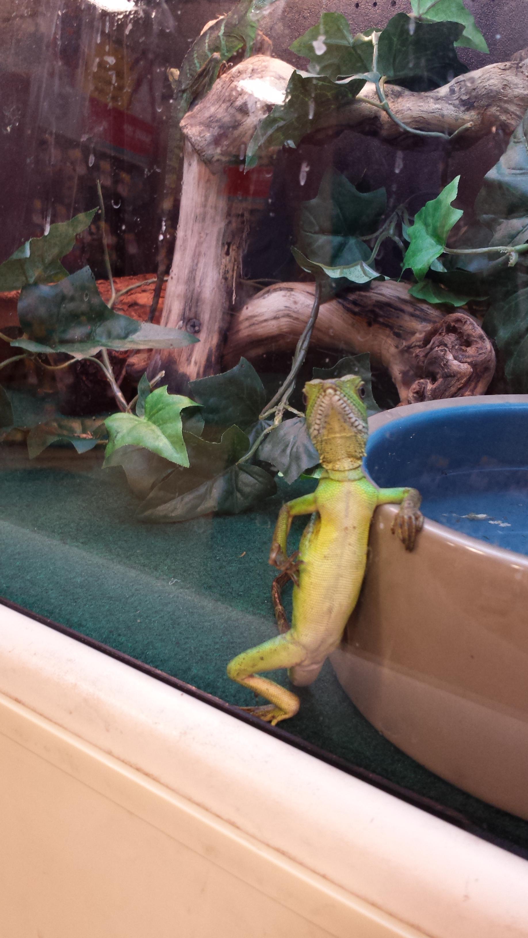 Boss Lizard - Image Abyss