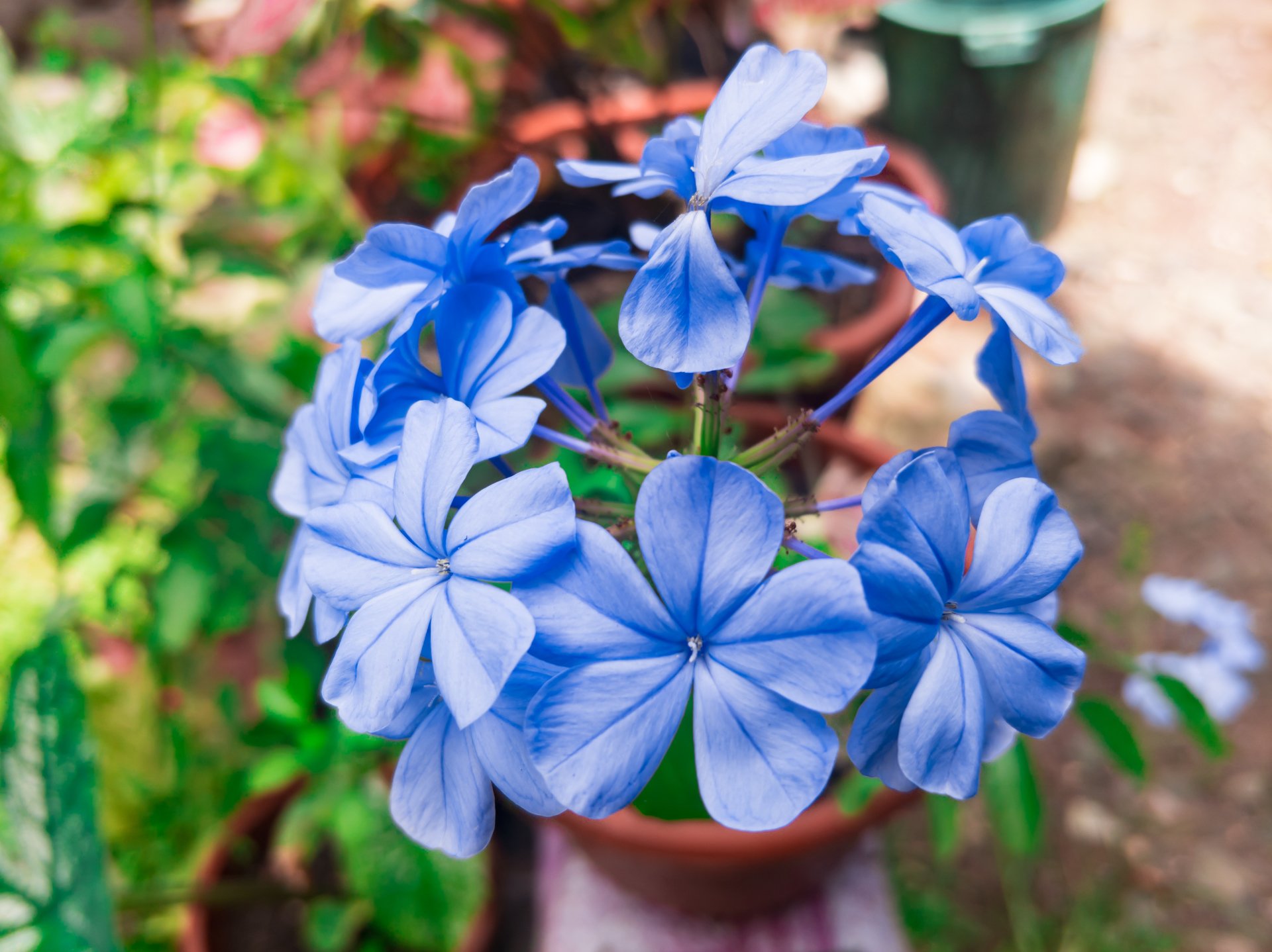 Download Blue Flower Plant Nature Flower Image by Ryjenricx14
