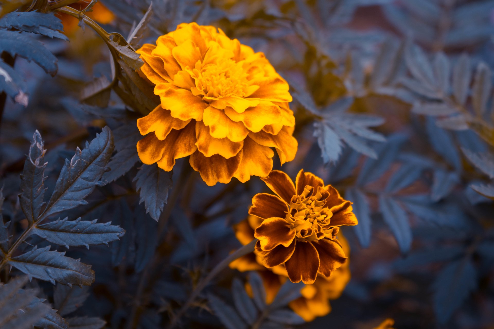 Marigold - Desktop Wallpapers, Phone Wallpaper, PFP, Gifs, and More!