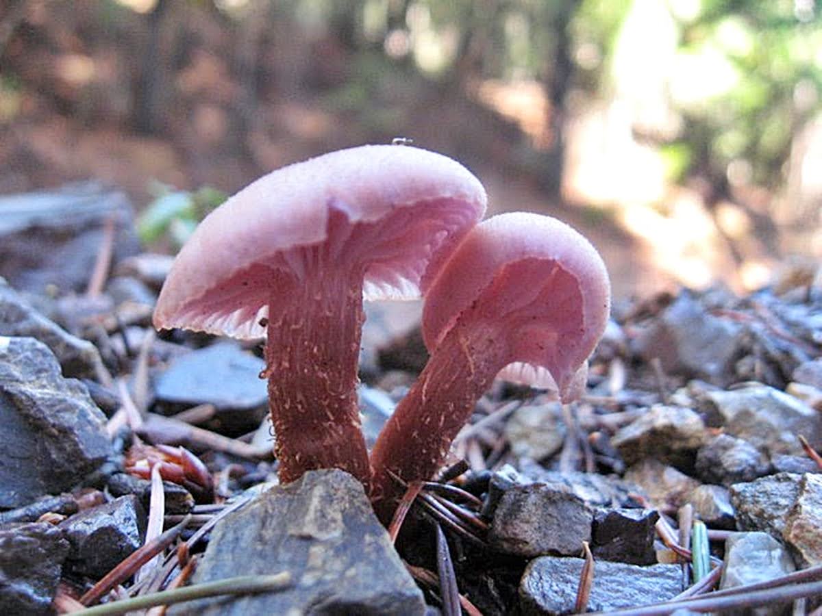 Pink Fungi by 13darkskye