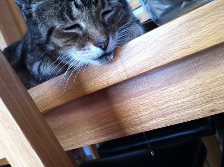 Download Animal Cat Furniture Sleeping Indoor Image