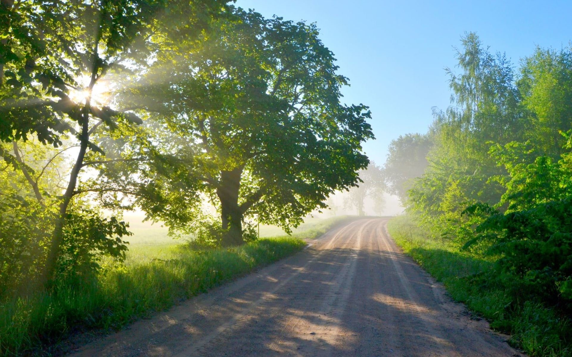 Download Tree Road Sunbeam Nature Path Image