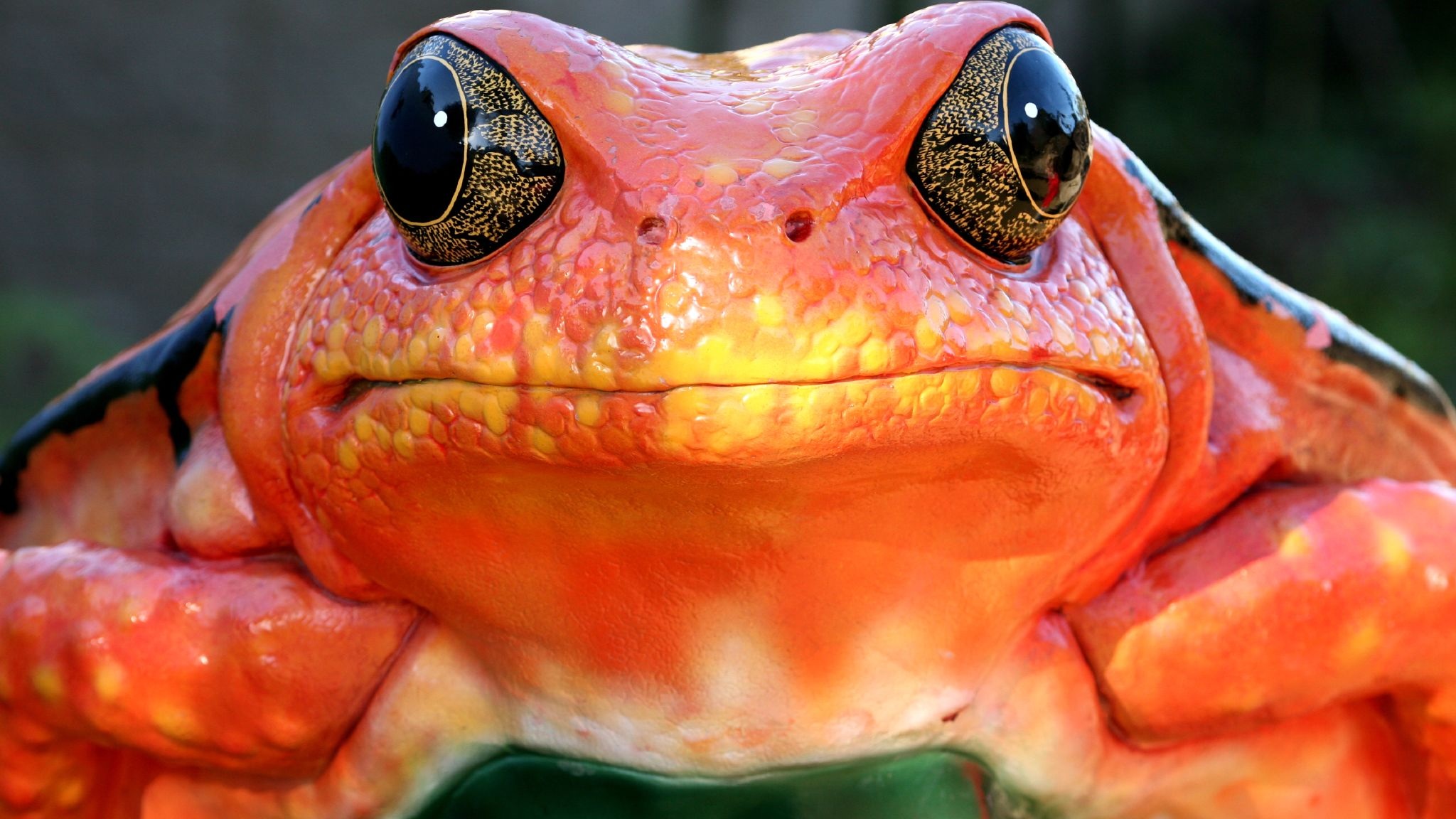 Frog Picture - Image Abyss