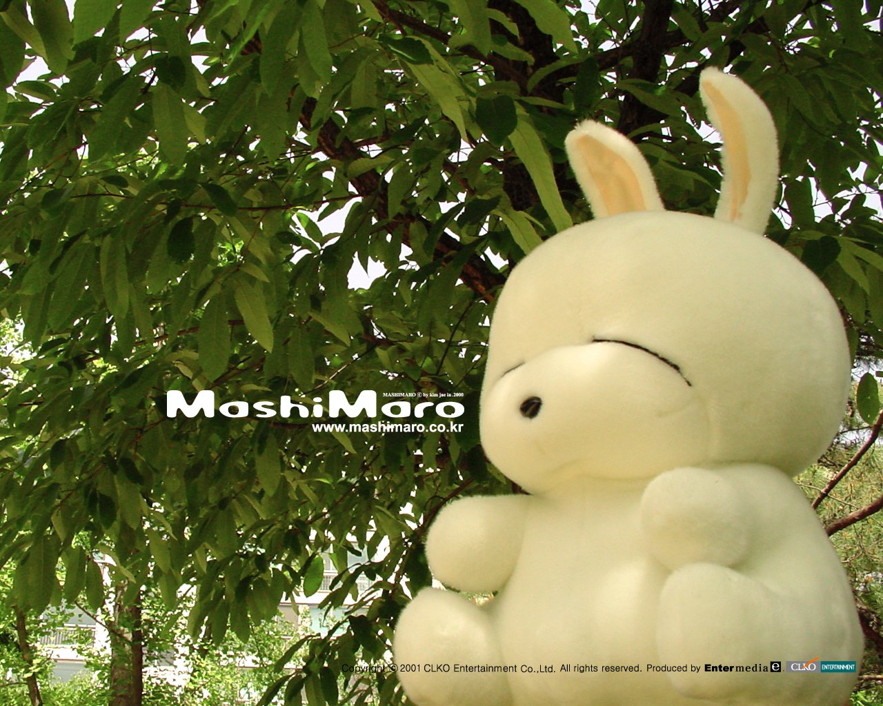 MashiMaro Image - ID: 455996 - Image Abyss