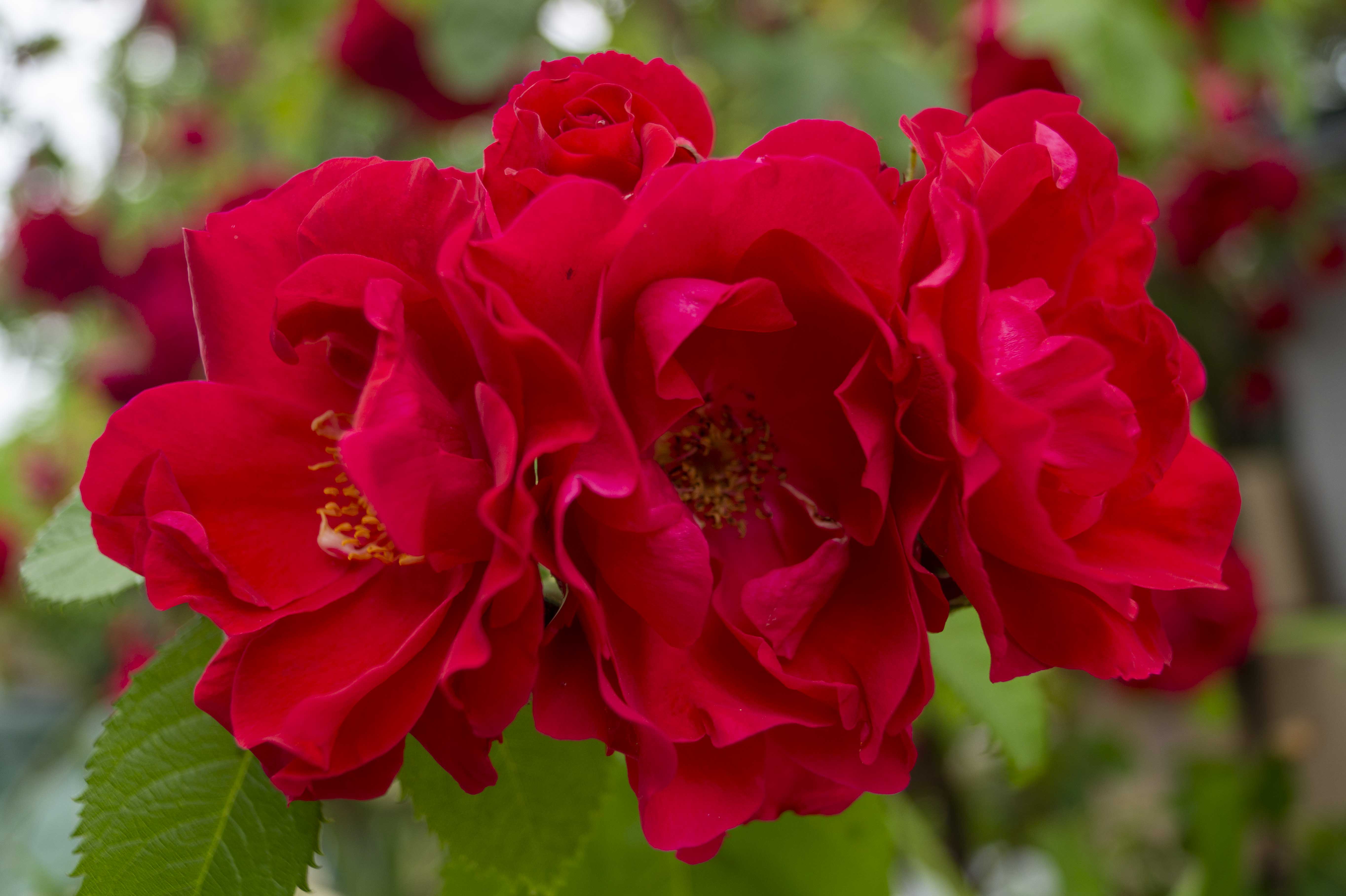 Download Nature Rose Image by thalienano