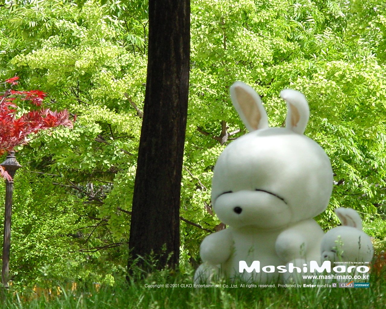 MashiMaro: The Man-Made Forest Wanderer