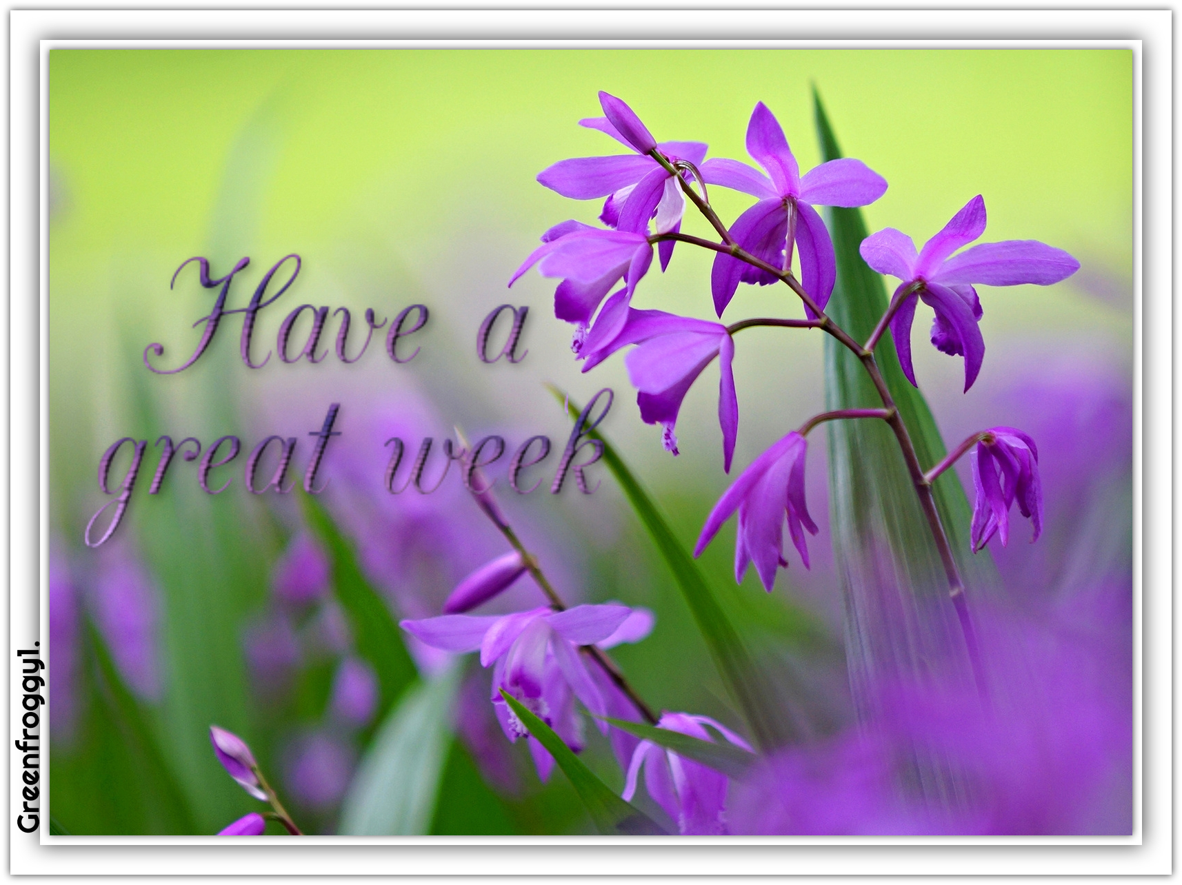 GREAT WEEK by GREENFROGGY1 - Image Abyss