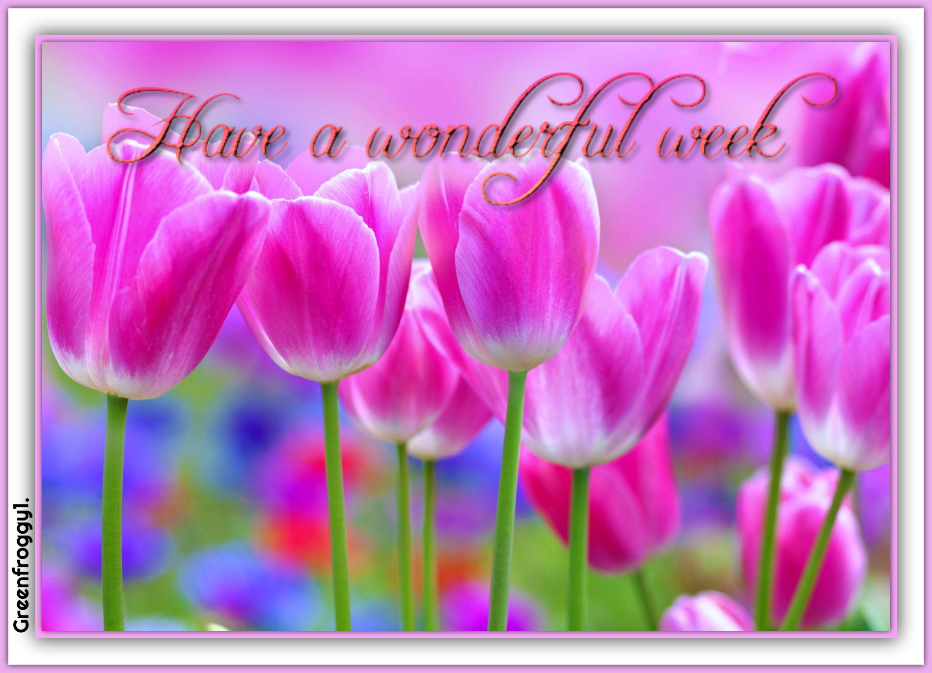 WONDERFUL WEEK by GREENFROGGY1