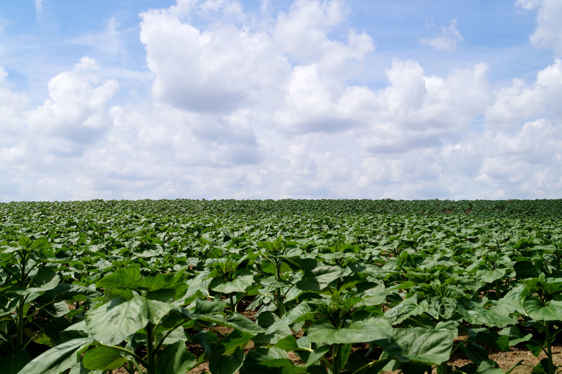 Download Nature Field Image by thalienano
