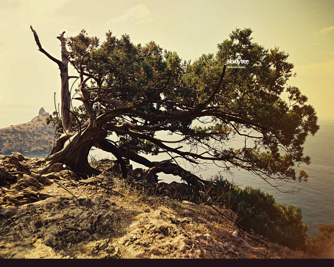 Serene Nature: A Tree by the Water's Edge