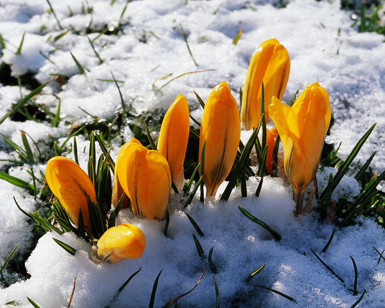 Golden Crocuses Blooming Through Winter's Snow