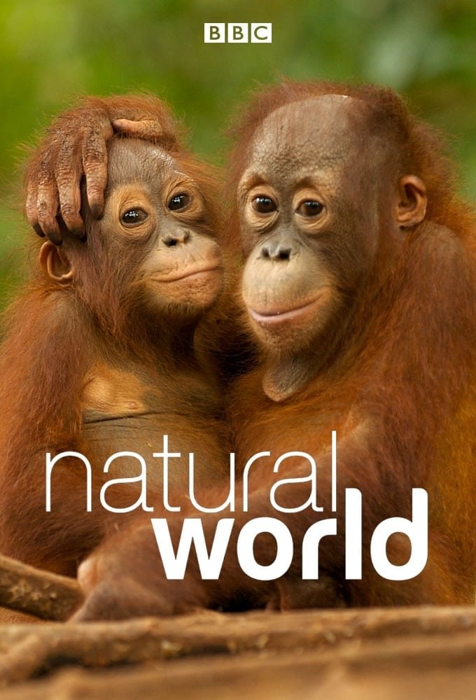 Natural World - Desktop Wallpapers, Phone Wallpaper, PFP, Gifs, and More!