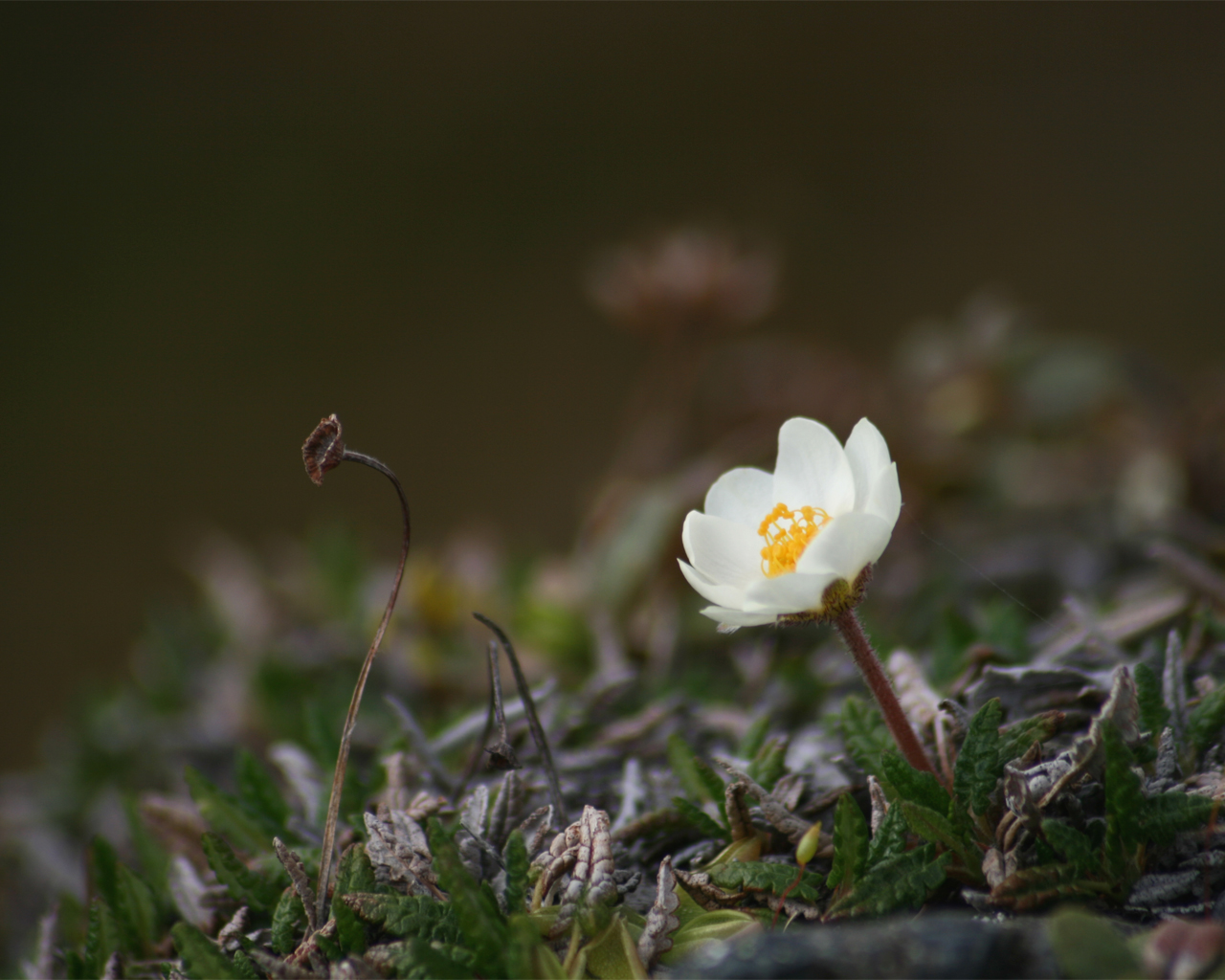Flower Picture - Image Abyss