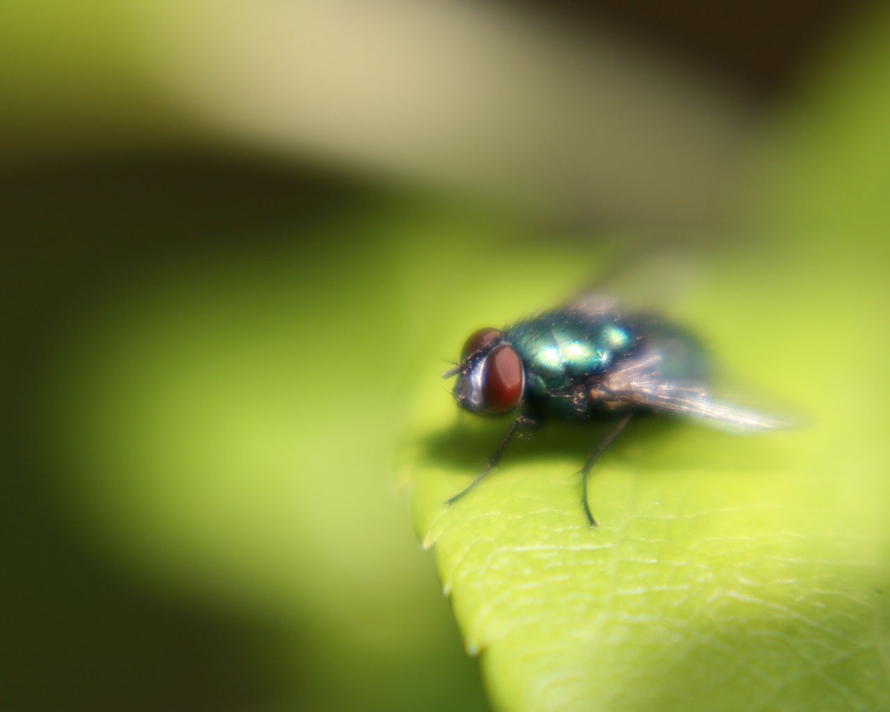 Vivid Glimmer: The Tiny World of a Fly