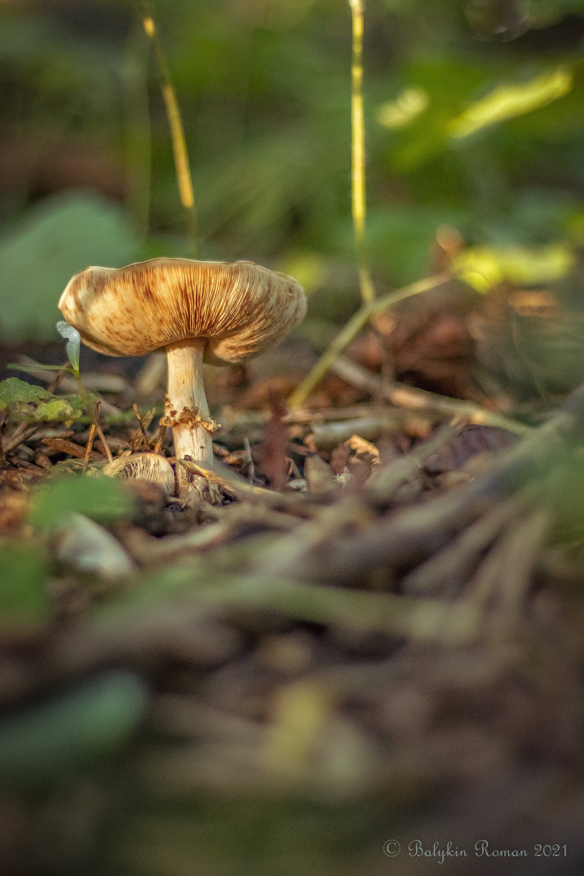Download Nature Mushroom Image by Vergilius