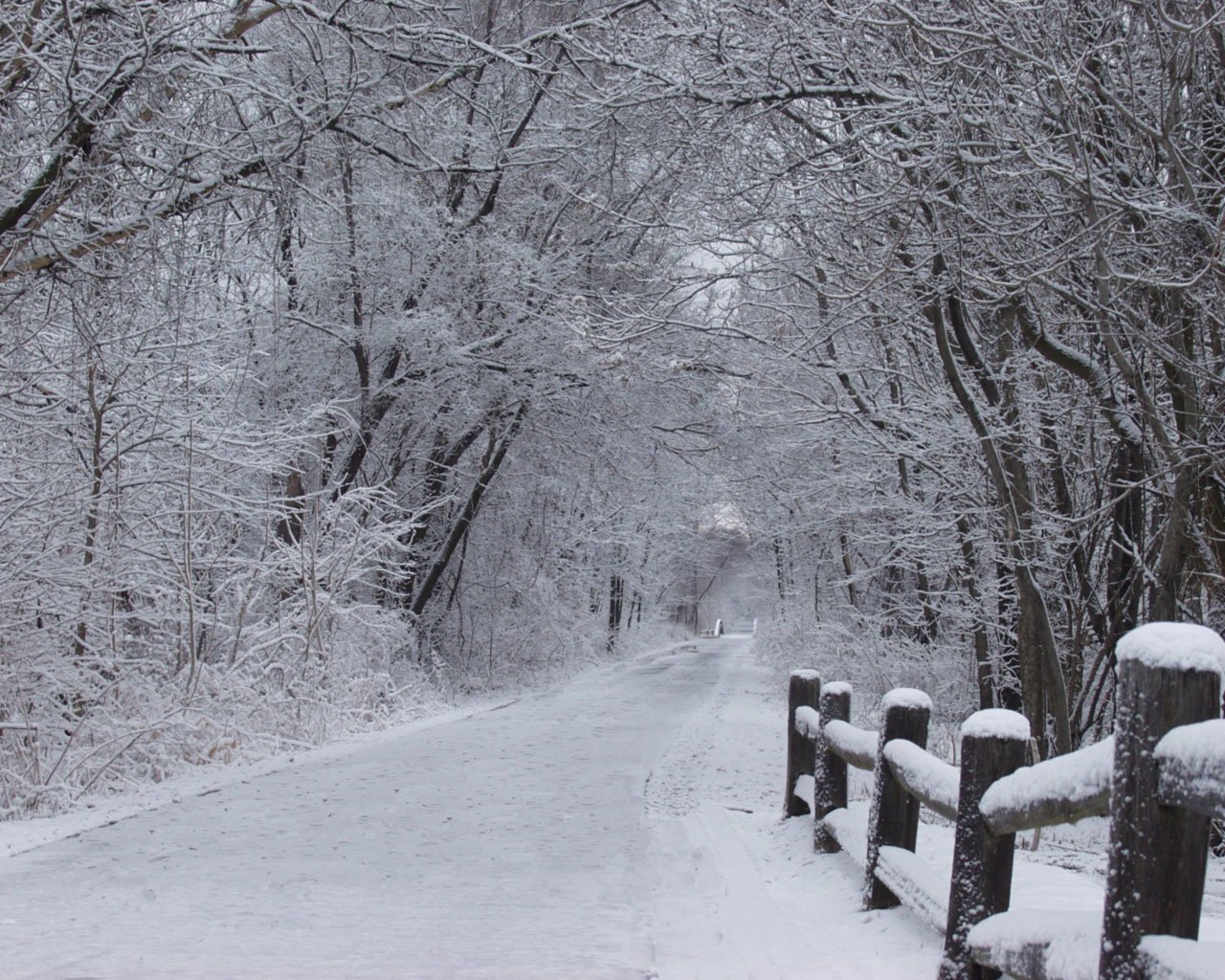 Winter's Serenity: A Snow-Covered Road Through Nature