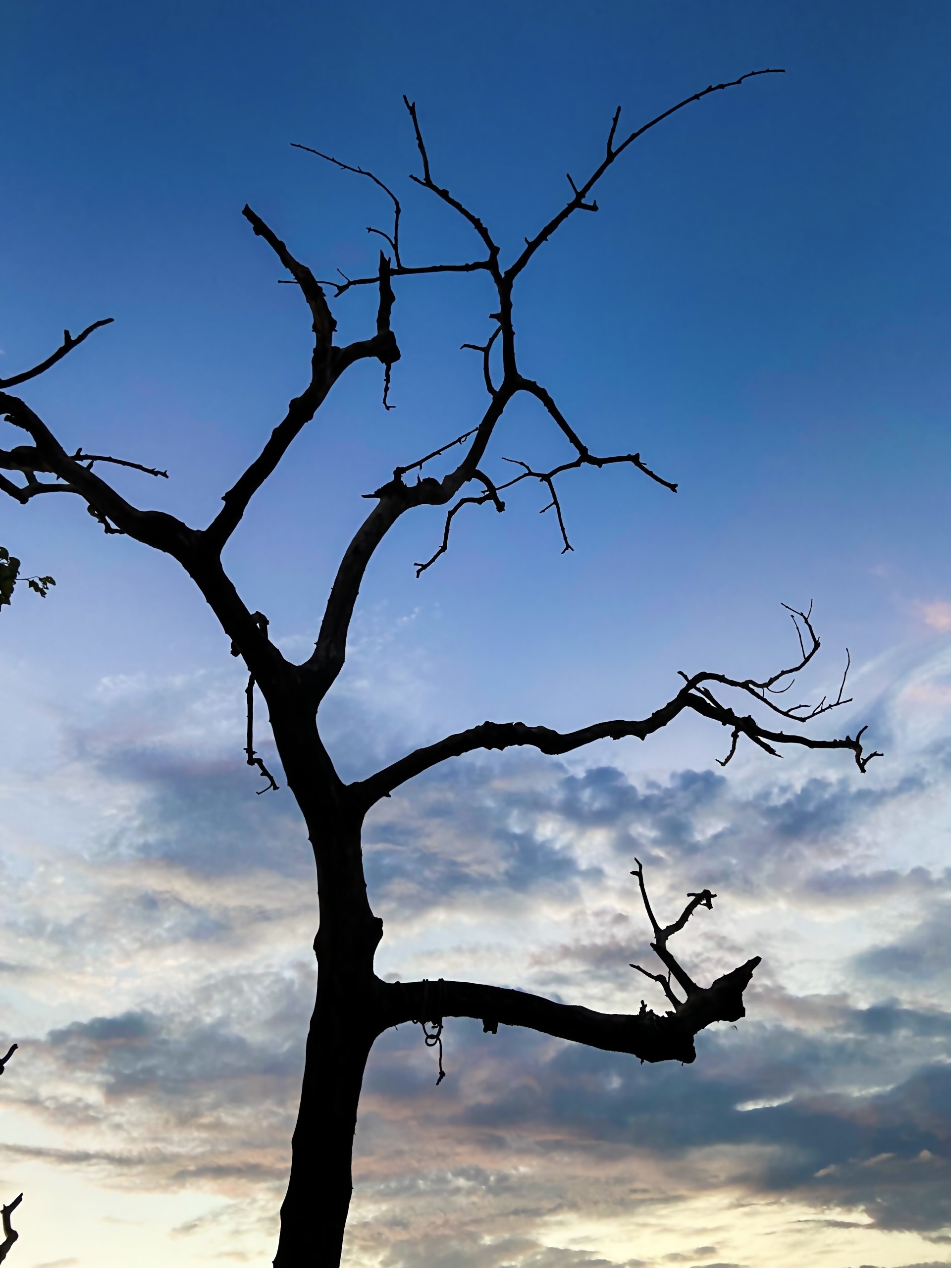 Tree Image - ID: 465359 - Image Abyss