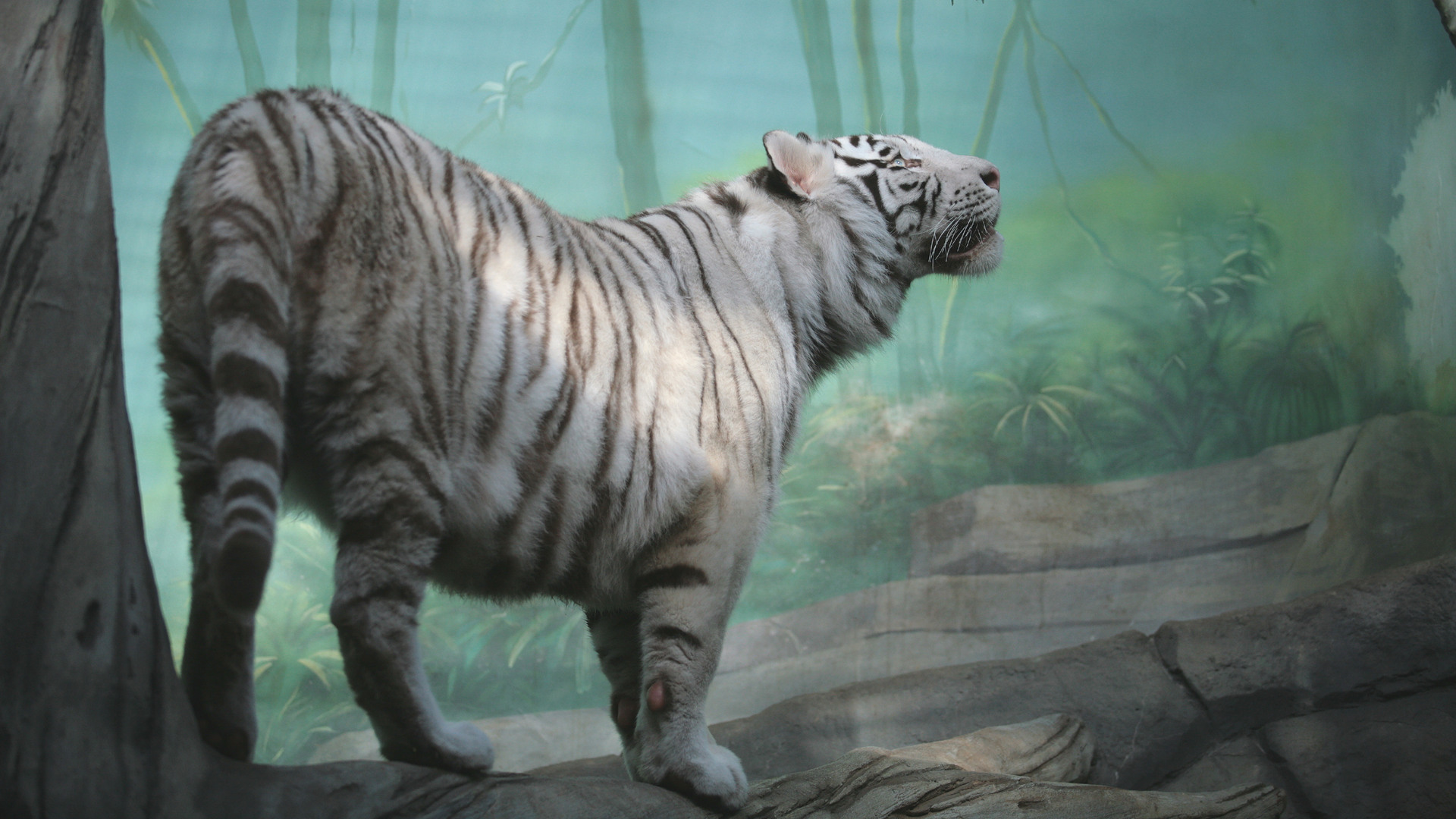 Download Animal White Tiger Image
