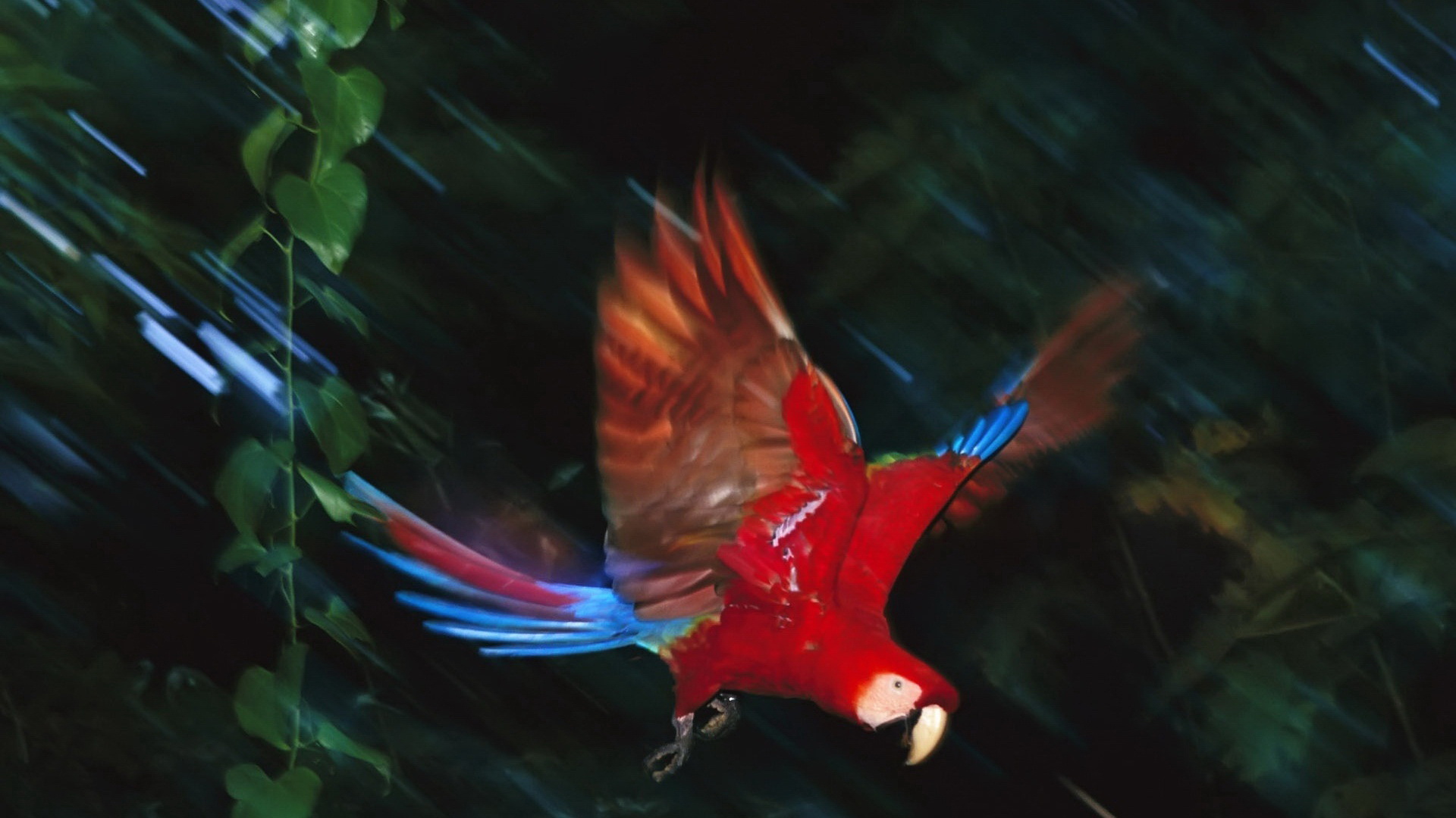 Download Animal Red-and-green Macaw Image